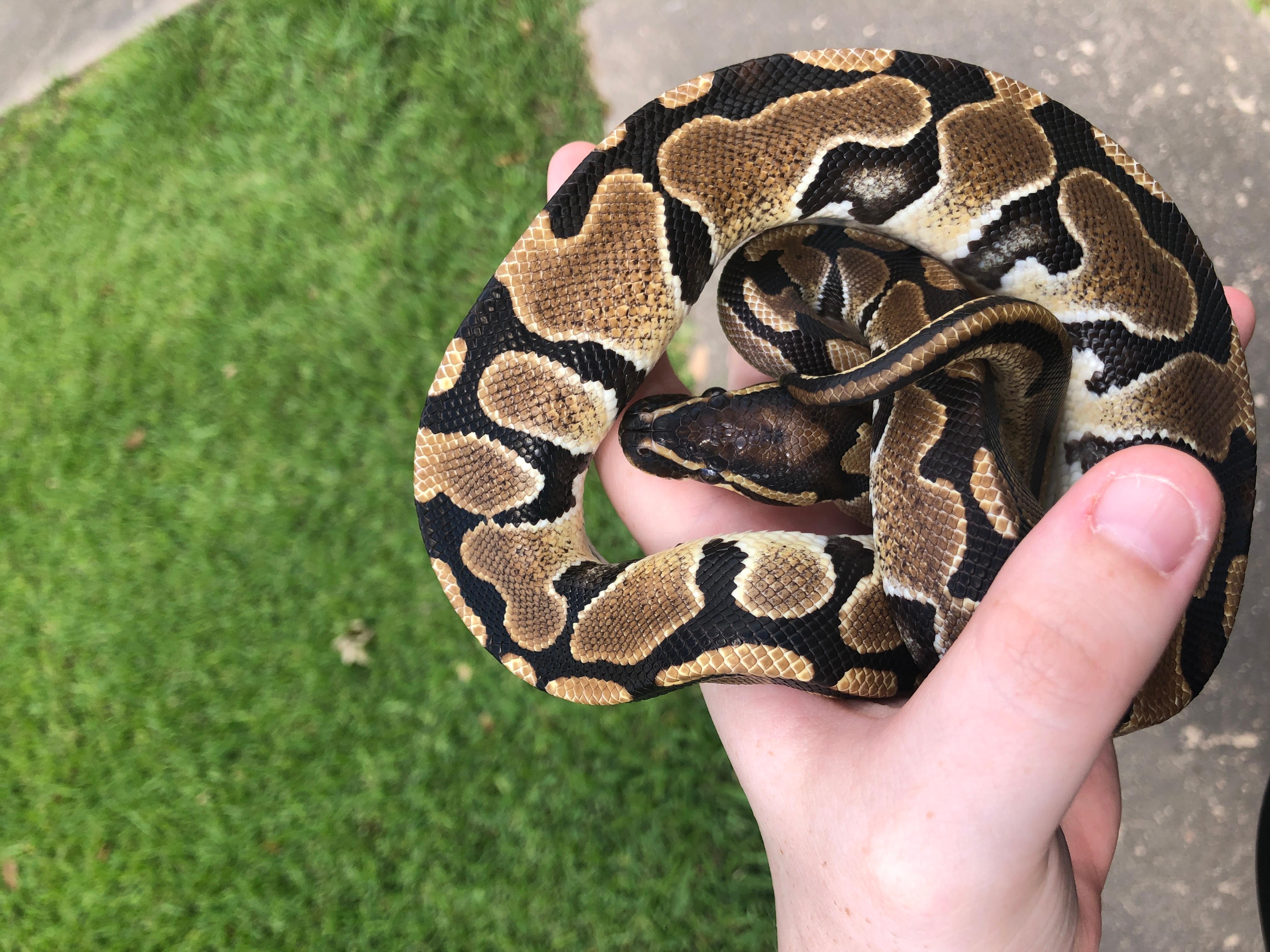 Rescued Ball Python Not Eating for Weeks? Is He Malnourished? | Petco