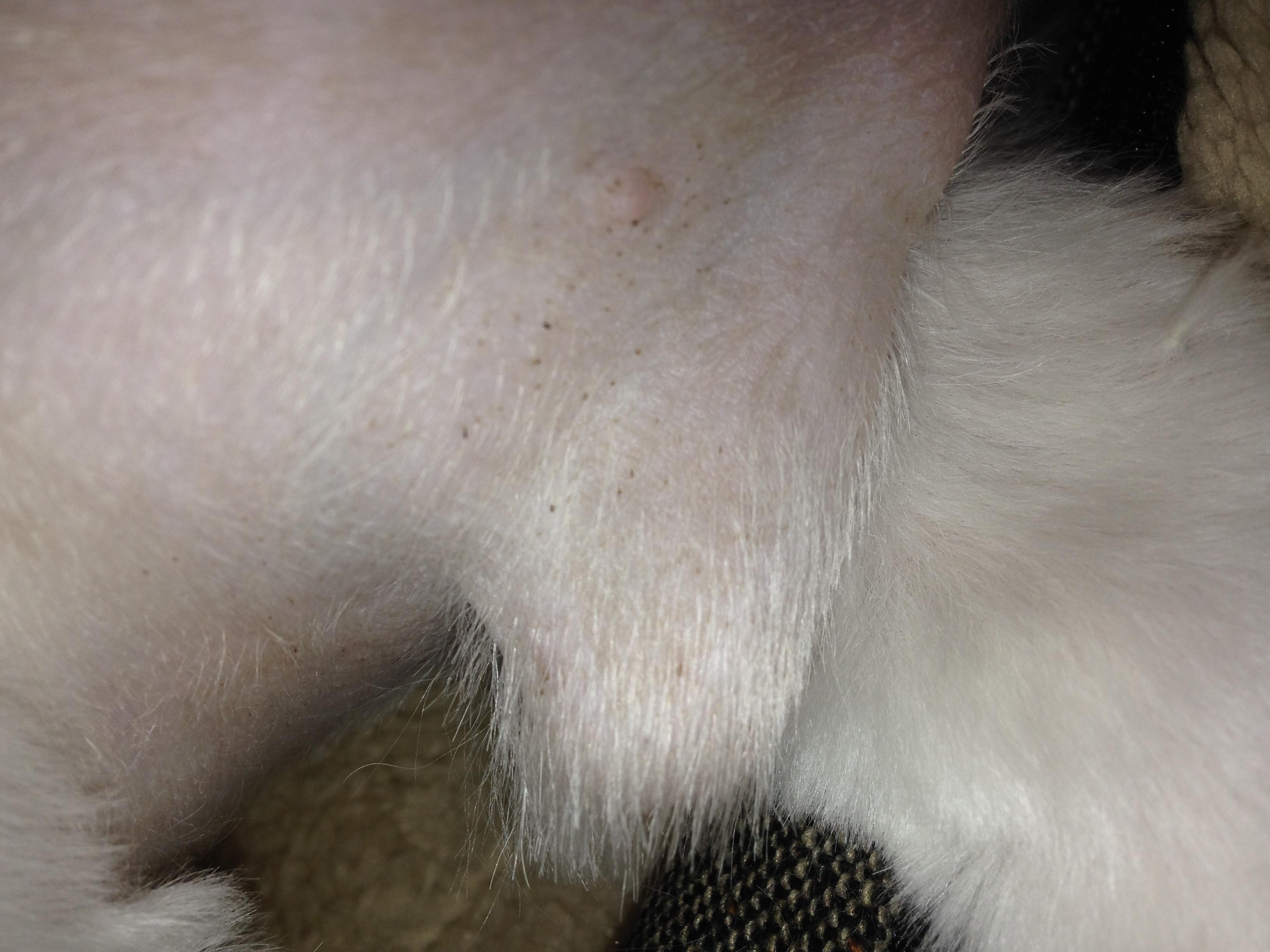 Why Does My Dog Have Brown, Tacky Specks on His Underbelly? | Petco