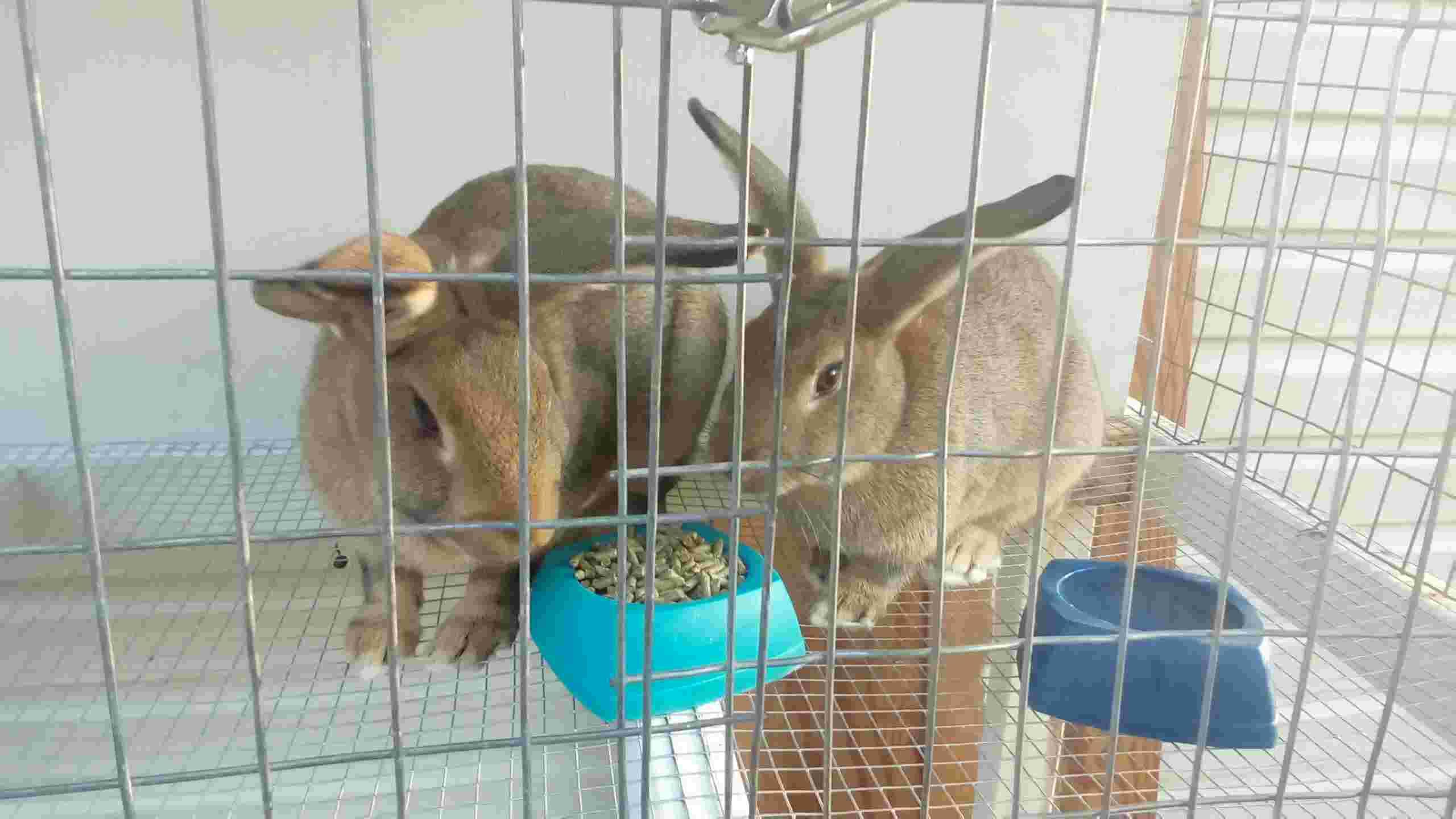 Is it safe for your pet rabbit to eat seeds as part of their diet? | Petco