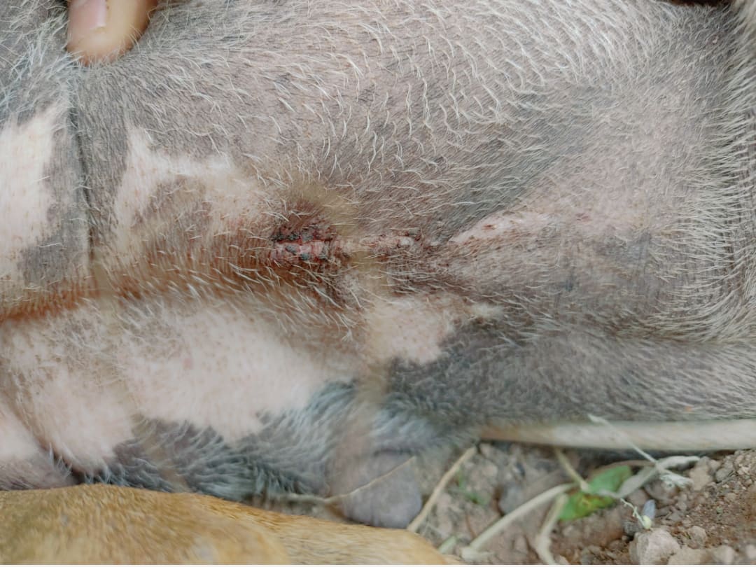 How to Know Your Dog's Spay Incision is Healed & Remove Cone | Petco