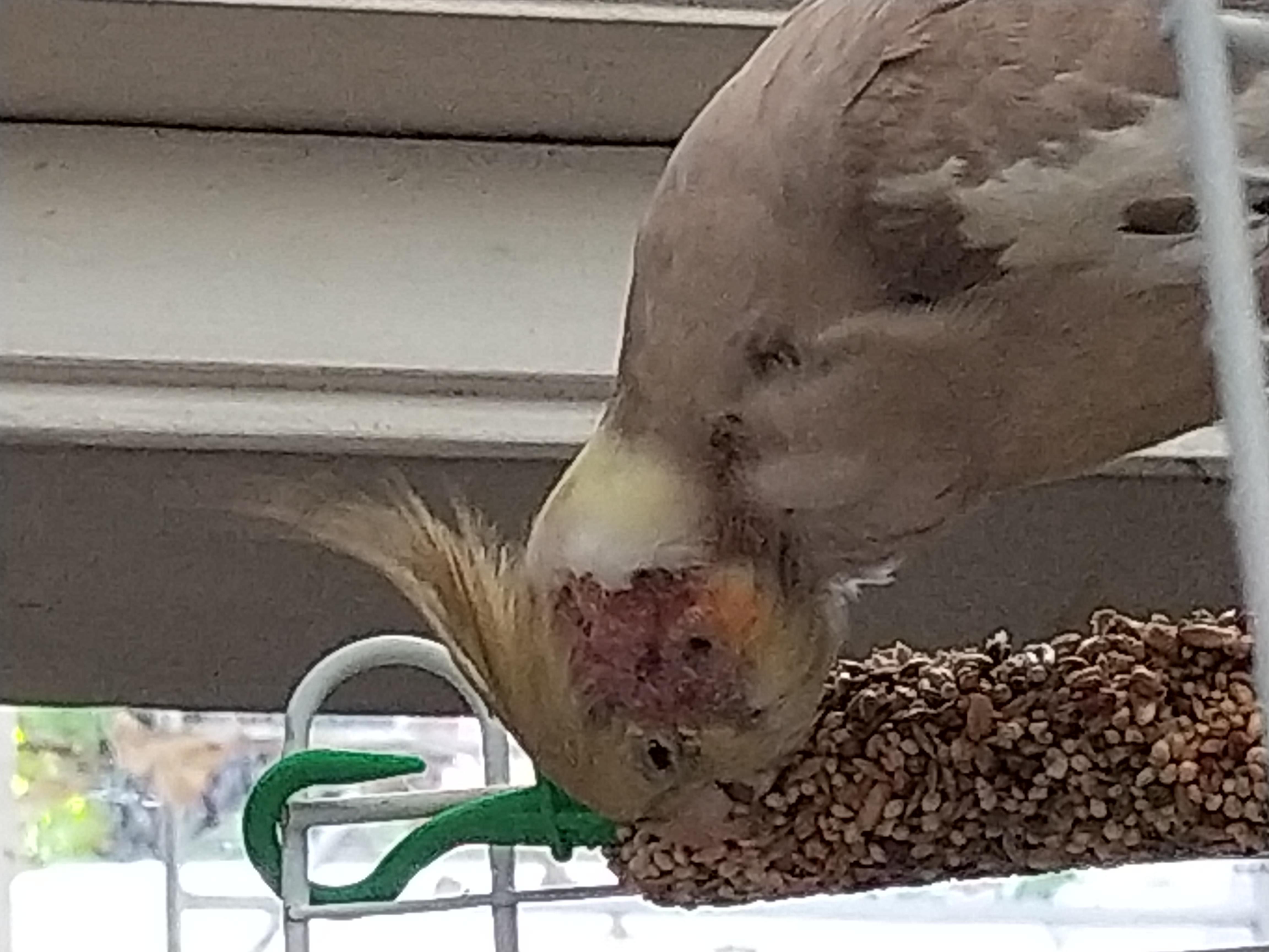 Why is my bird's skin red, swollen, and itchy with feather loss? | Petco