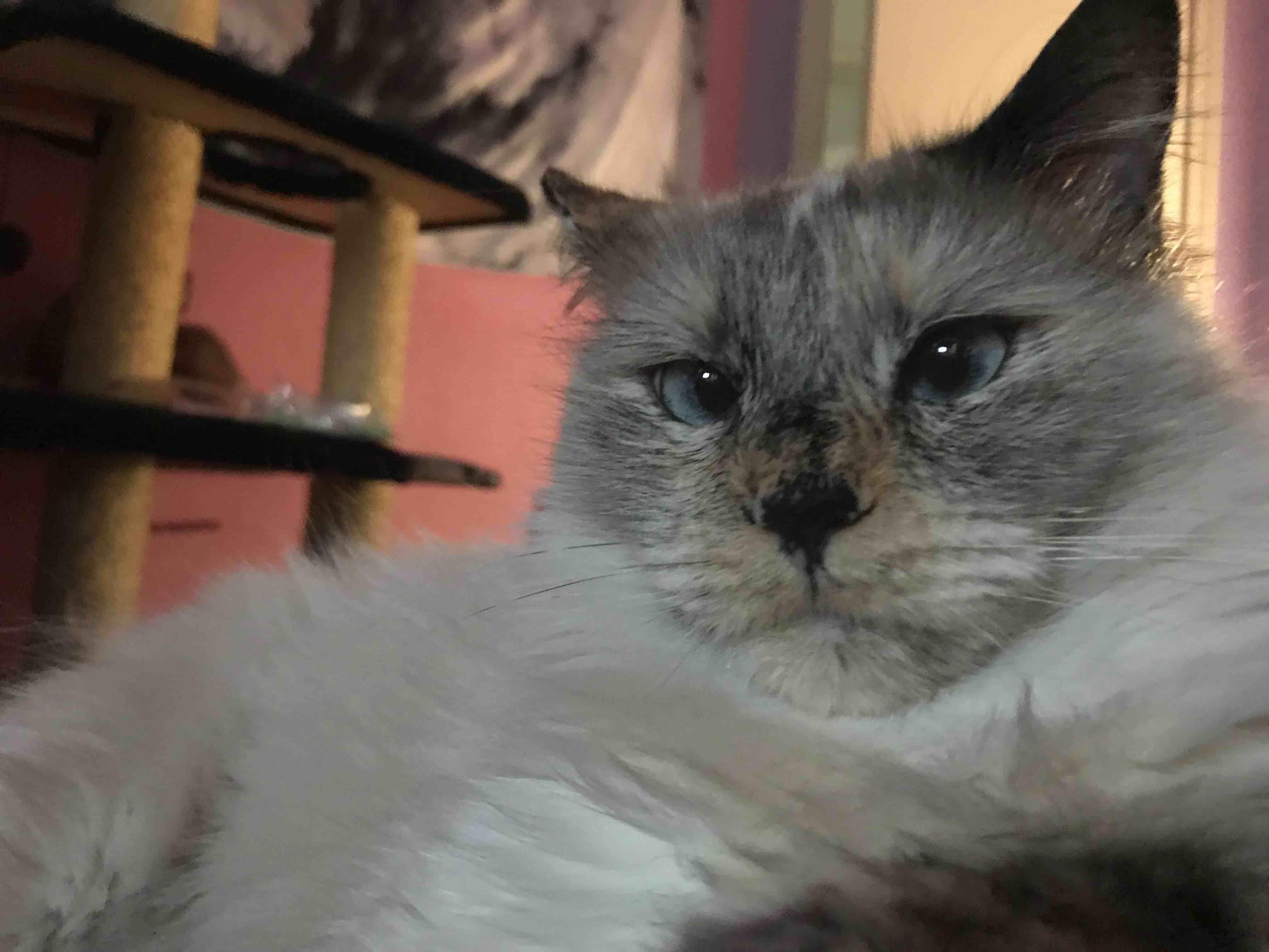 What Ragdoll cat color and pattern is my kitten developing into? | Petco