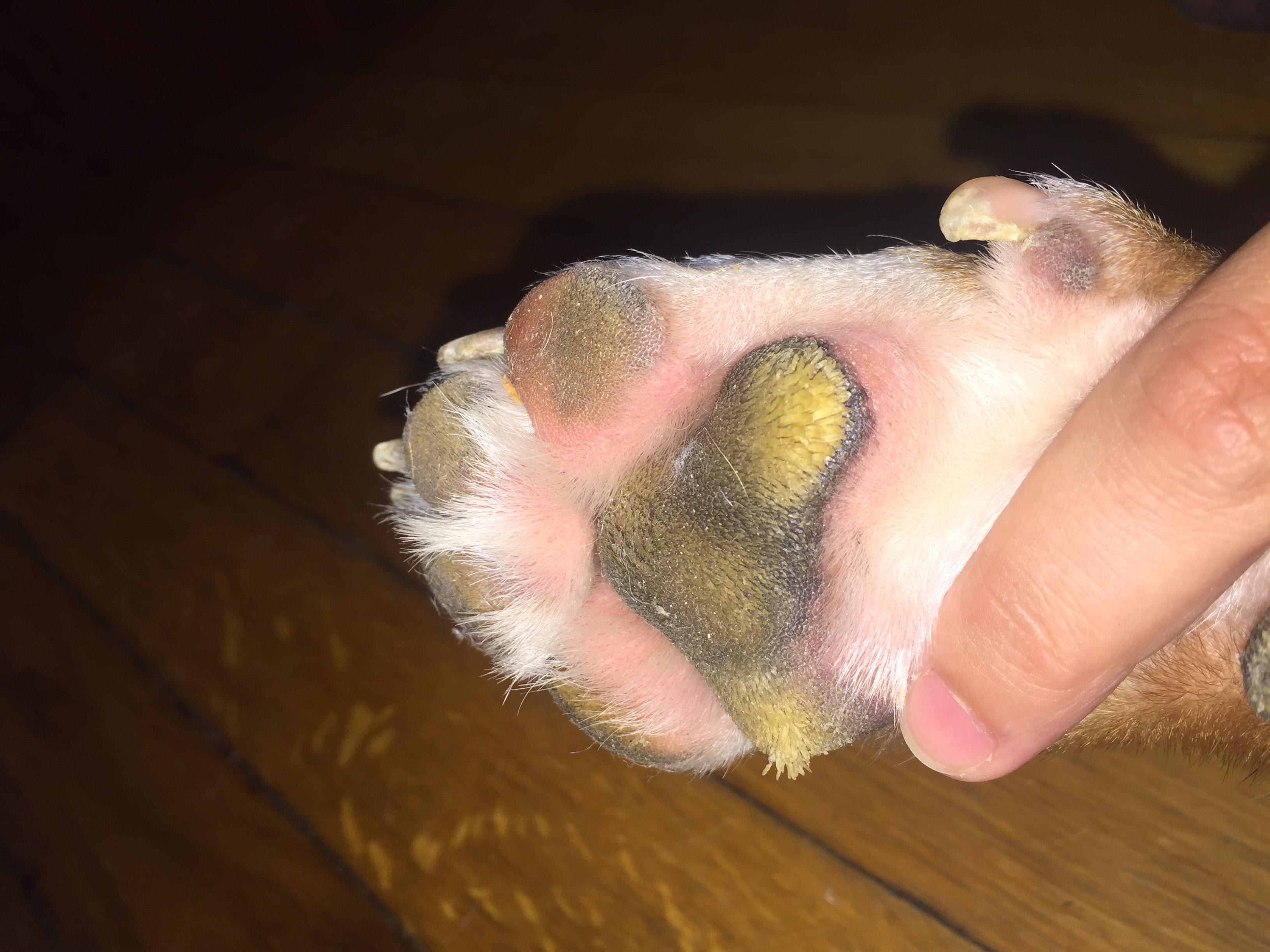 Why Are My Dog's Paw Pads Fraying? Causes & Treatments | Petco