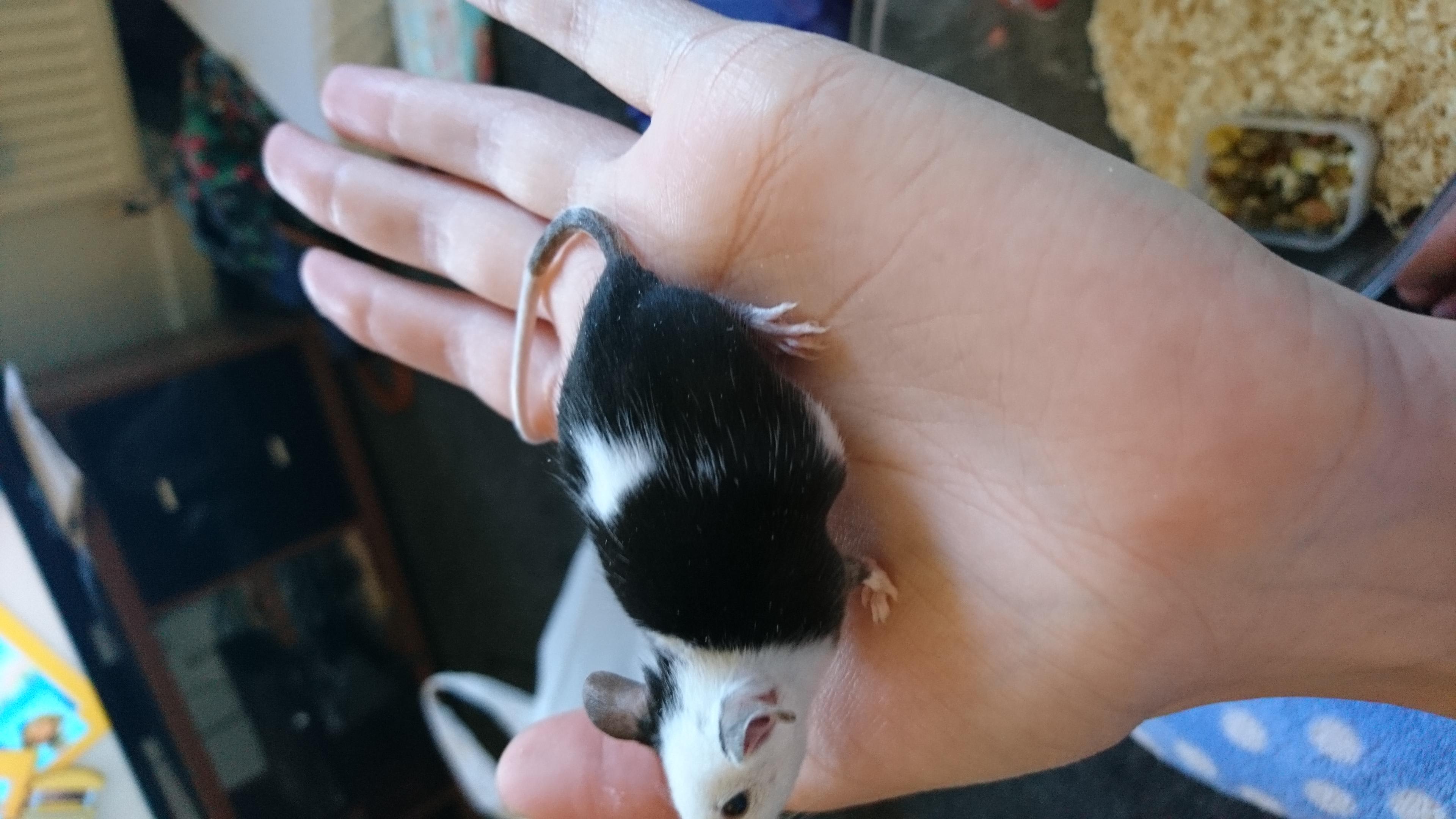 My mouse just had a litter. What to do about a retained baby? | Petco