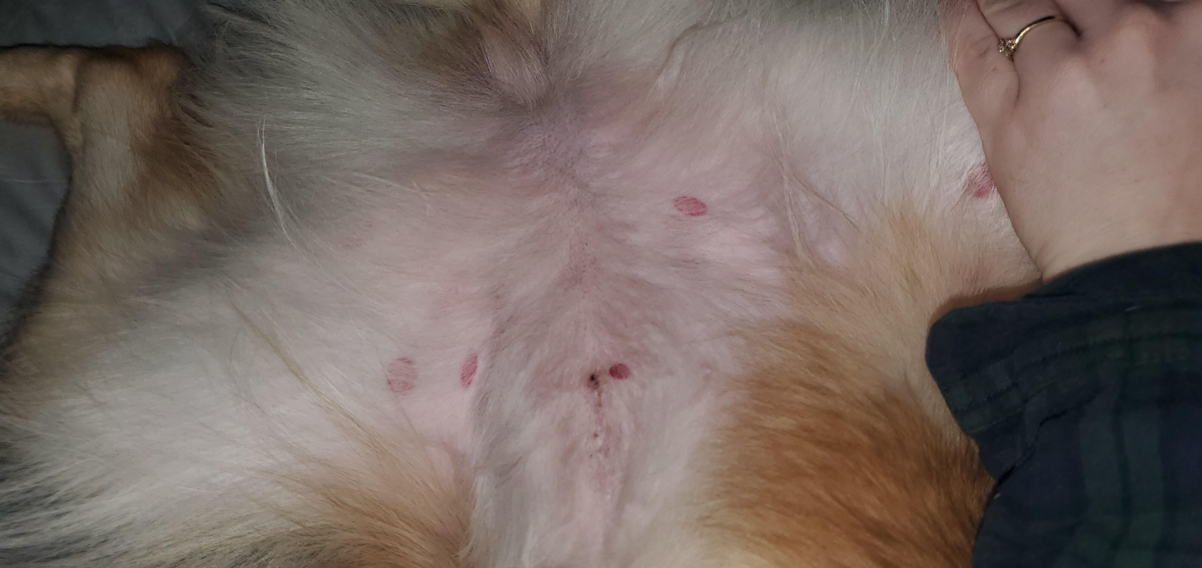 My dog has sudden red spots on belly & armpit. What's wrong? | Petco