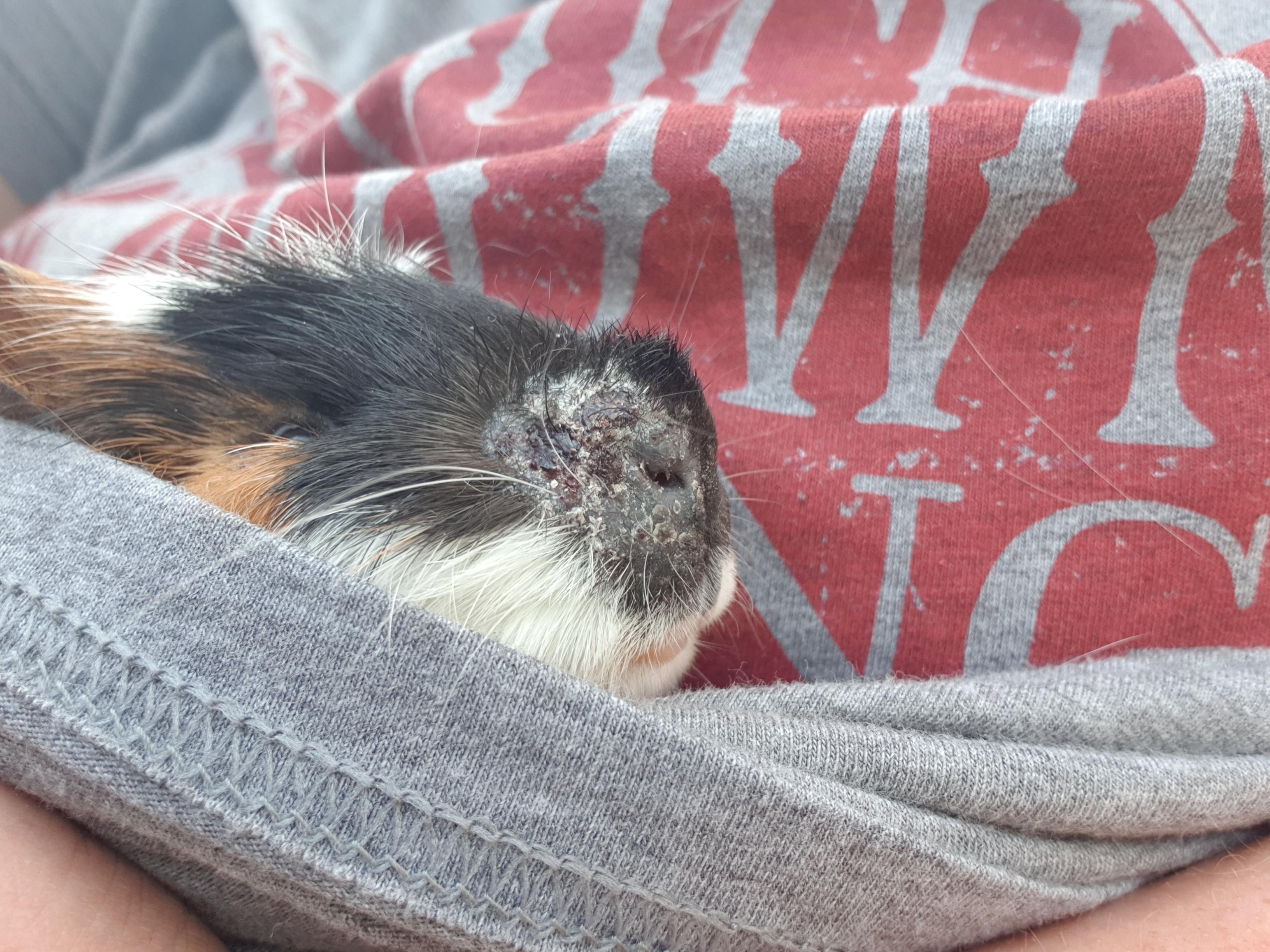 My Guinea Pig Has a Skin Rash: Is it Ringworm? What to Do? | Petco
