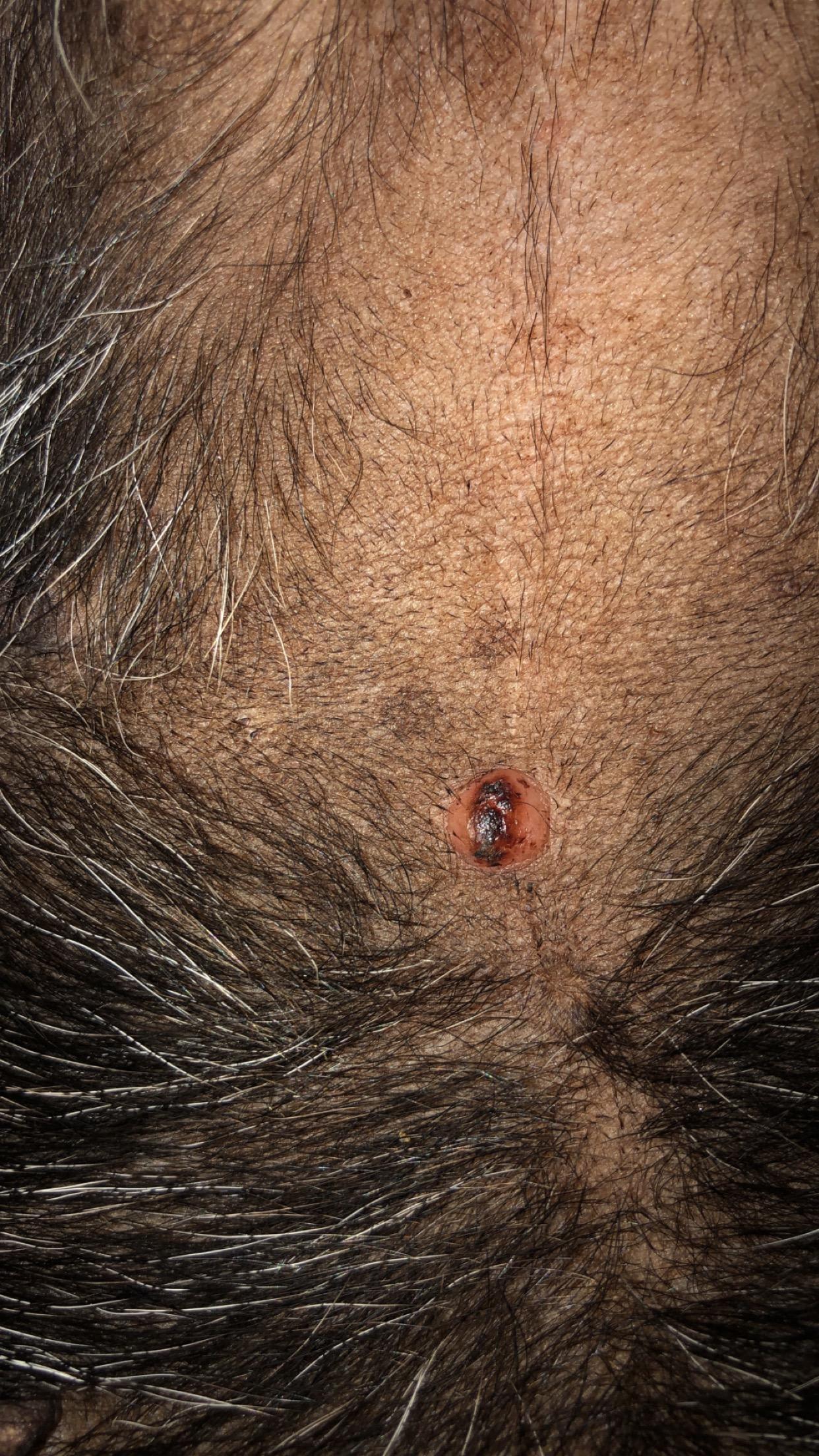 My dog has a pink, hard lump on belly with scab. Is it cancer? | Petco