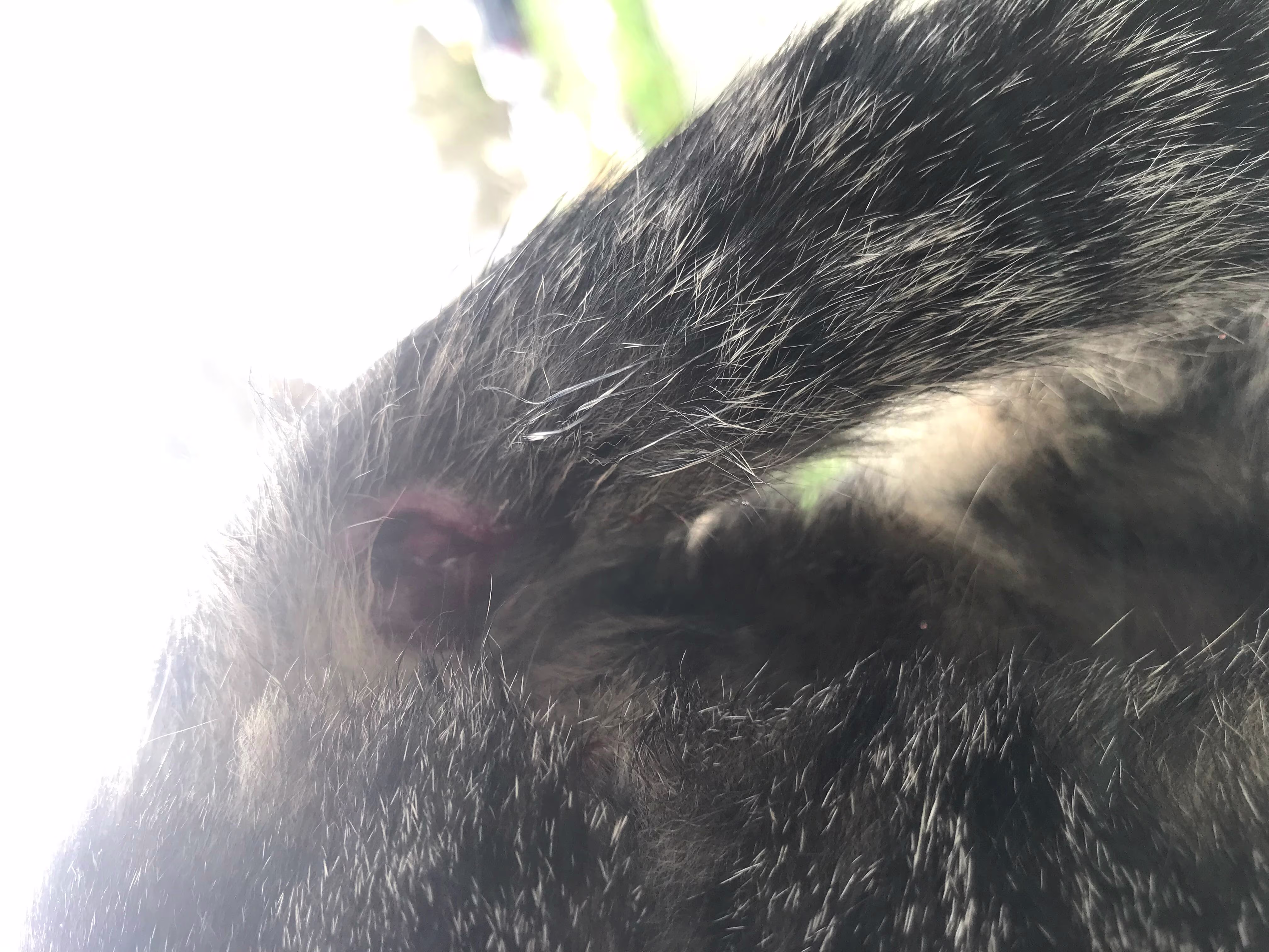 Outdoor Cat Tail Wound: Does It Need Vet Care or Surgery? | Petco
