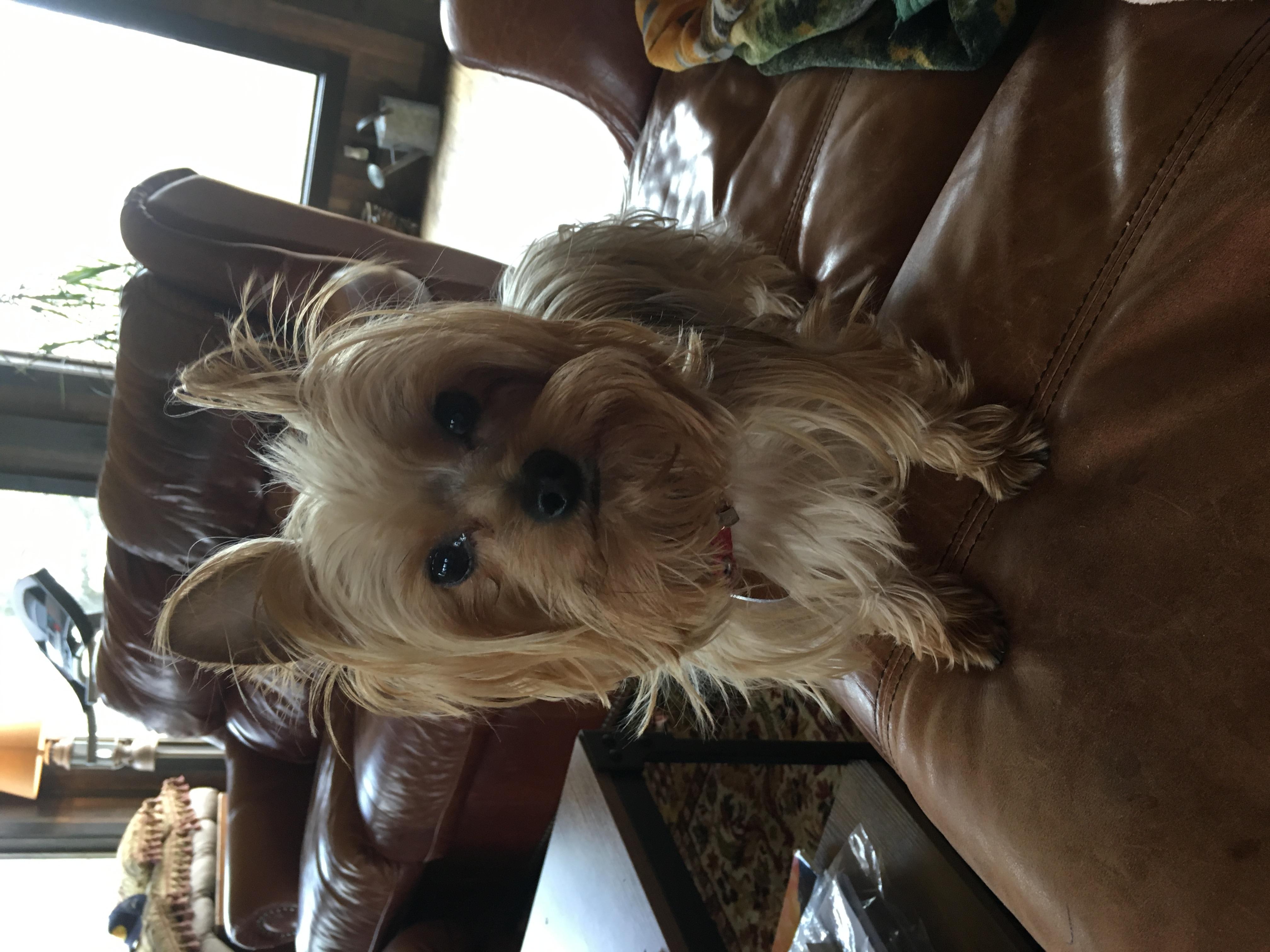 My Yorkie Makes Honking Sounds: Is It Collapsing Trachea? | Petco