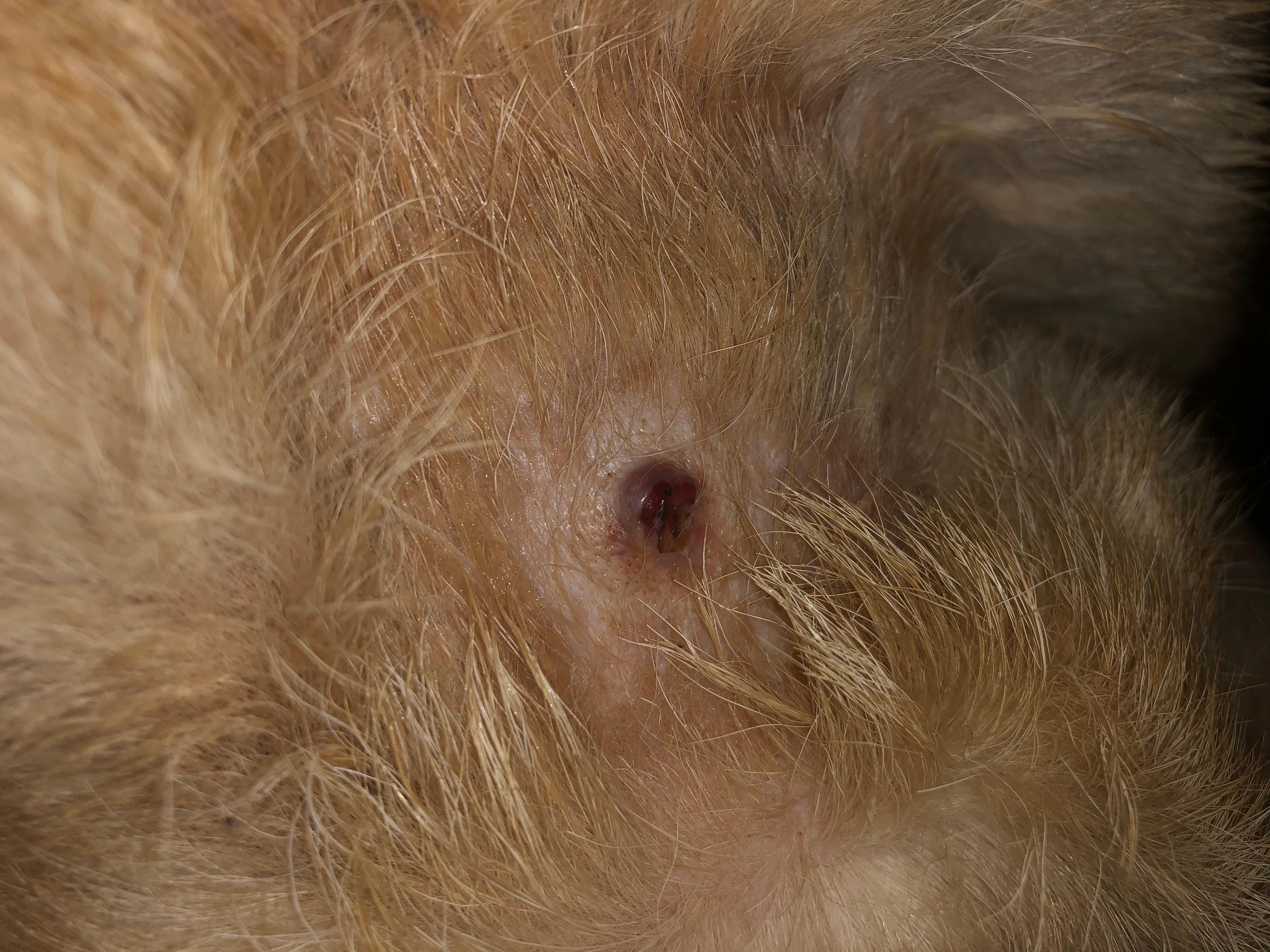 My senior dog has a neck lump after a scab fell off. What is it? | Petco
