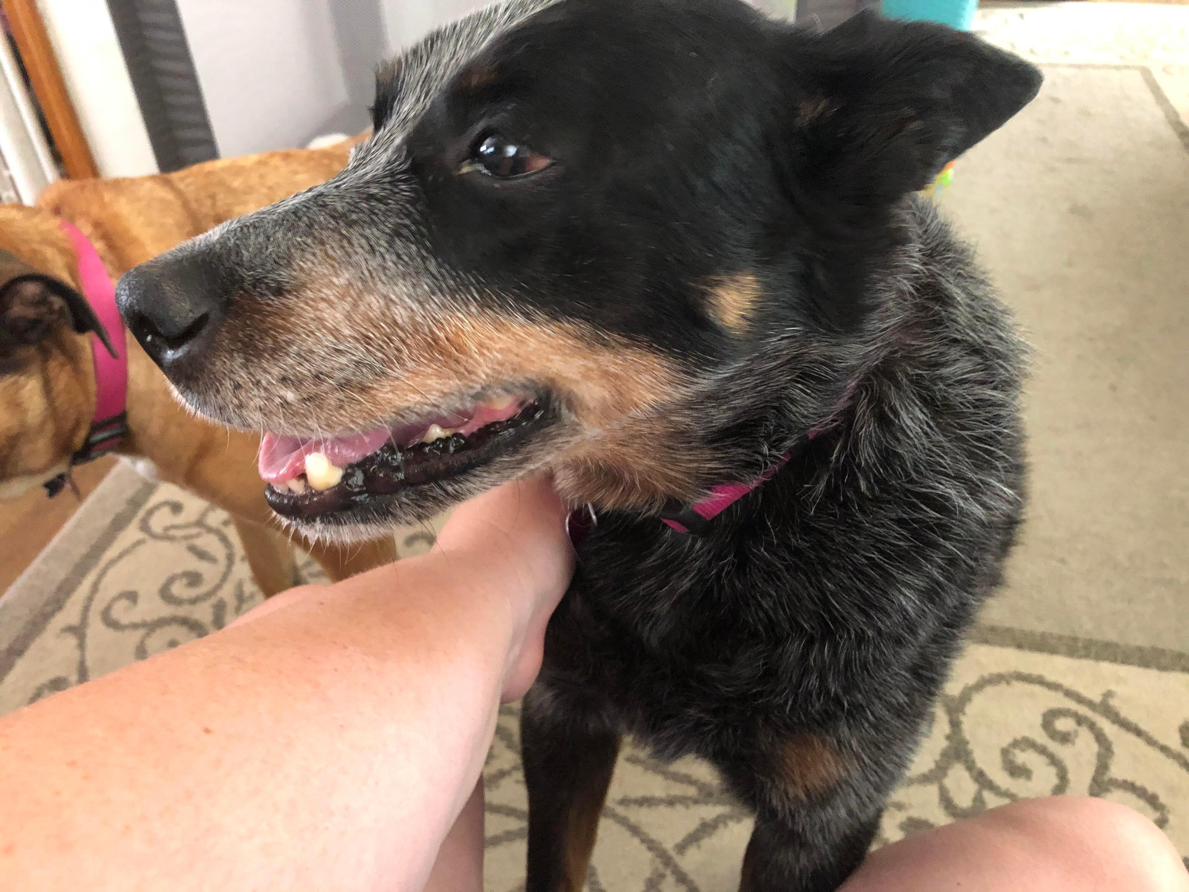 My Dog Has a Red Eye: Is It Allergies? Can I Use Visine? | Petco