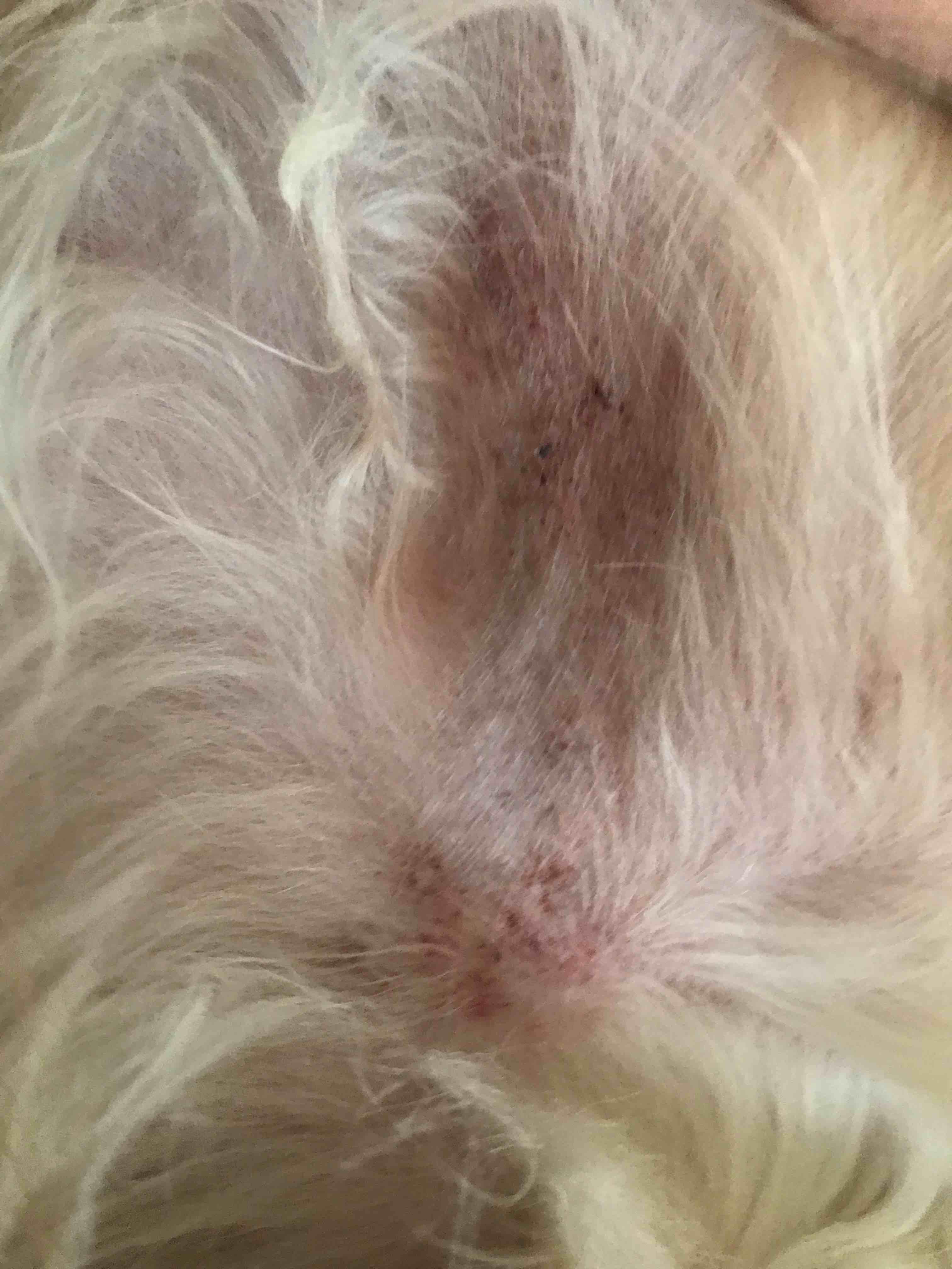 Dog Has Red Rash & Scabs in Groin After Baths? Get Answers | Petco