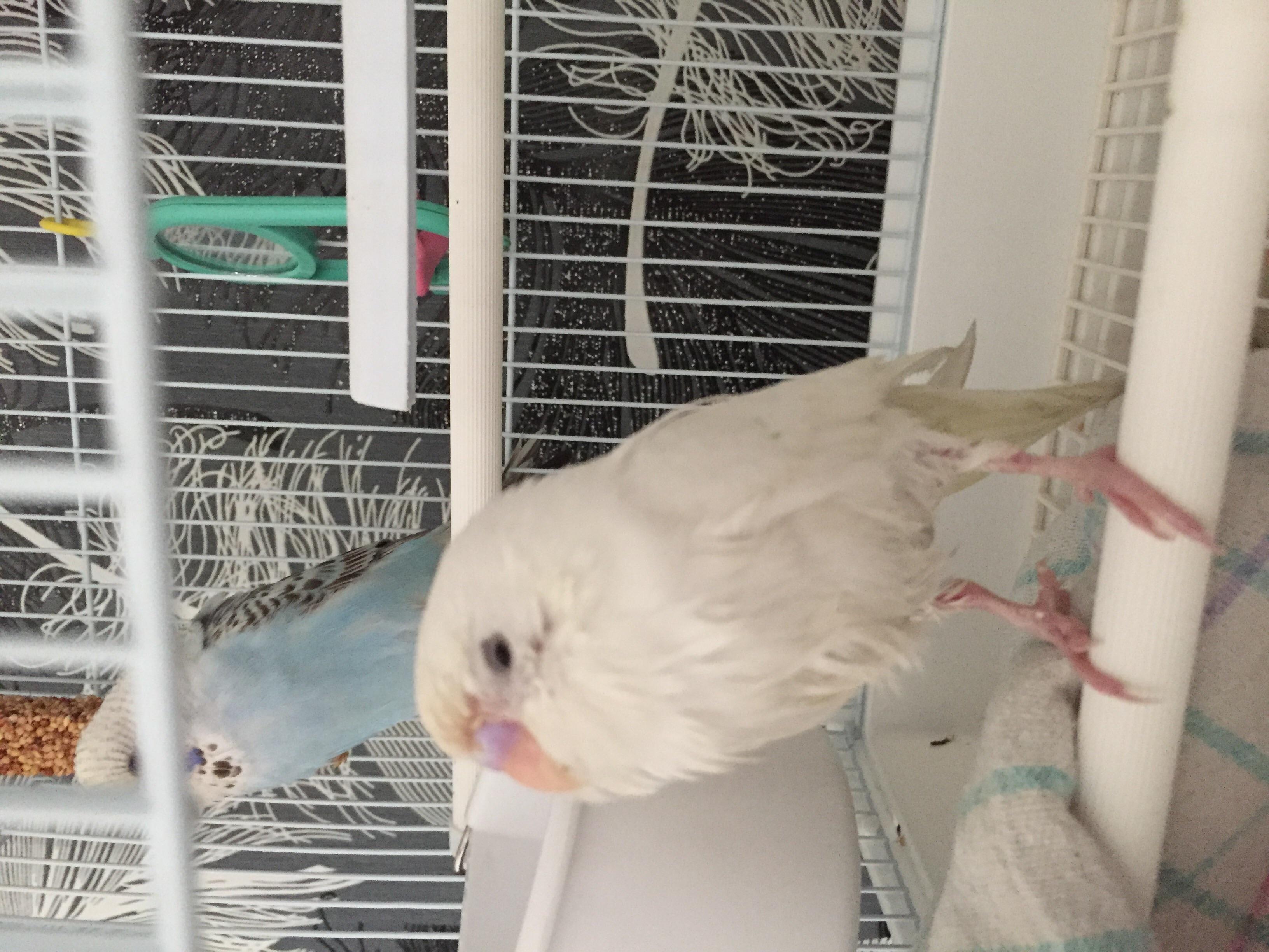 Why is my budgie skinny, sleepy, itching, not eating? Is it sick? | Petco