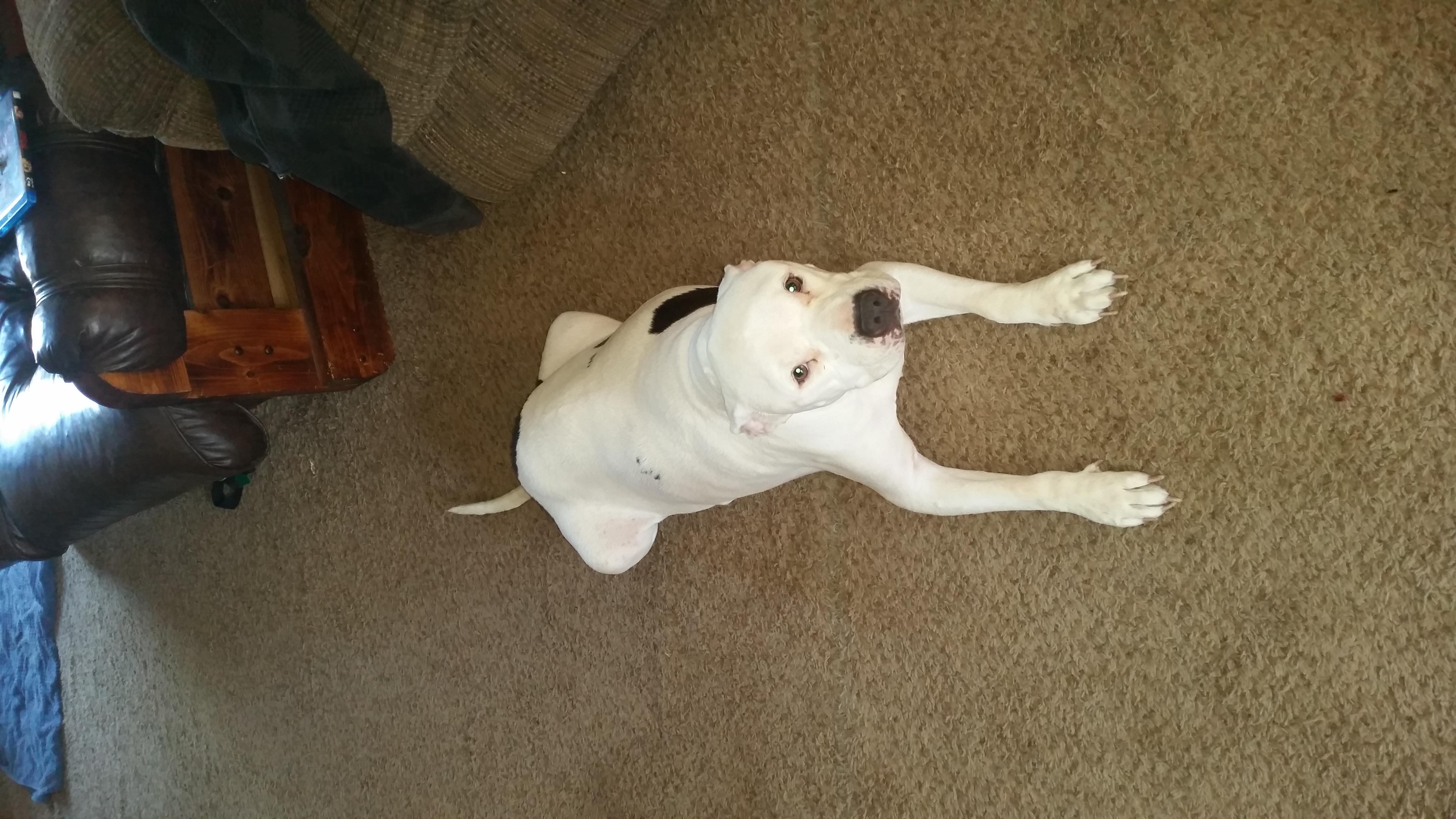 Why is my dog's head sunken & muscles weak on prednisone? | Petco