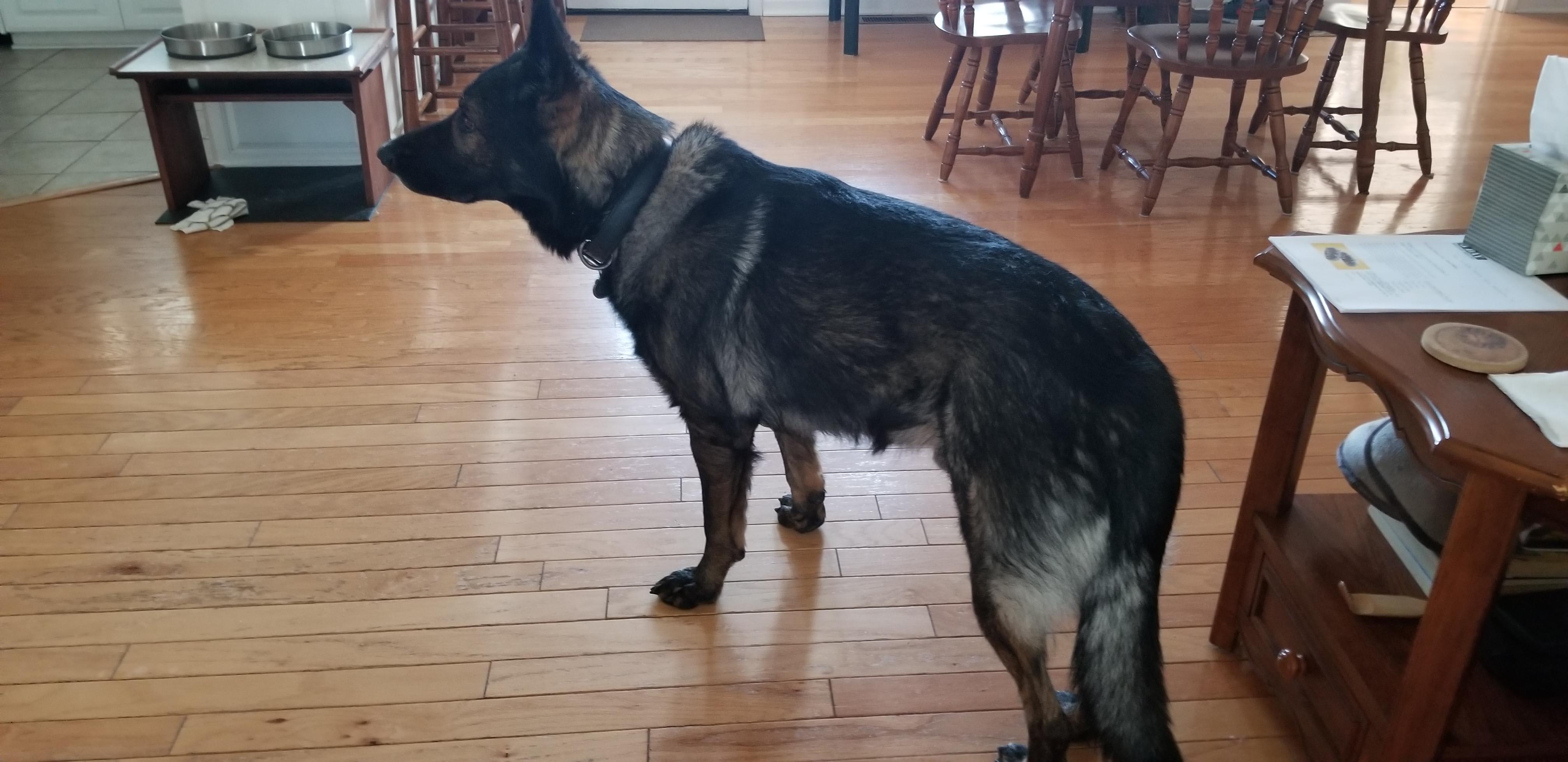 My German Shepherd's Calcinosis Circumscripta: What Works? | Petco