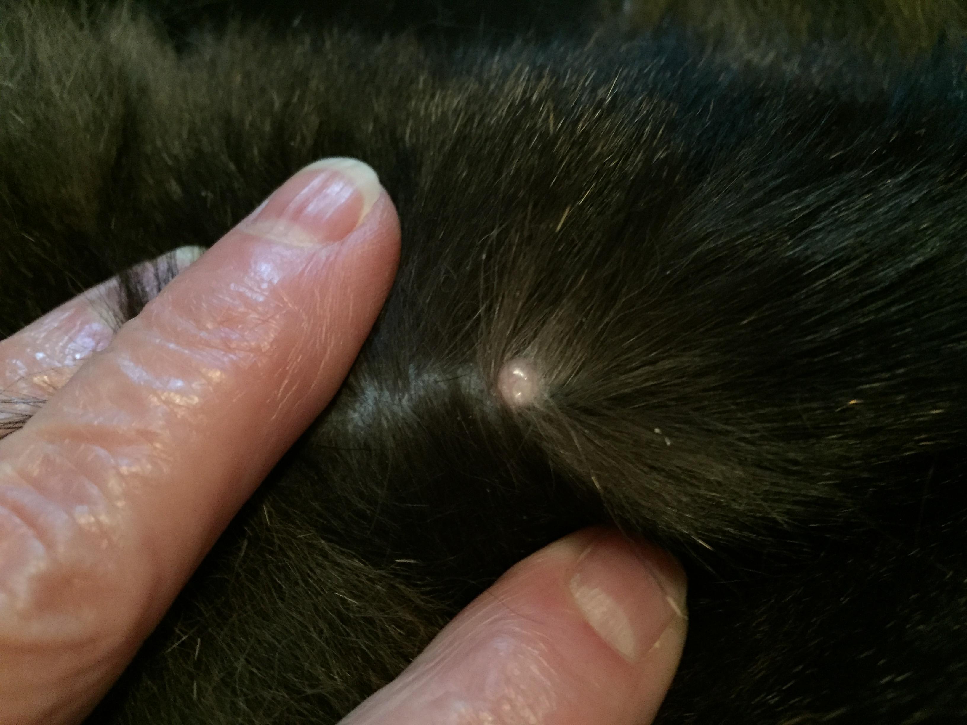 Should I Be Concerned About a White Bump on My Cat's Shoulder? | Petco