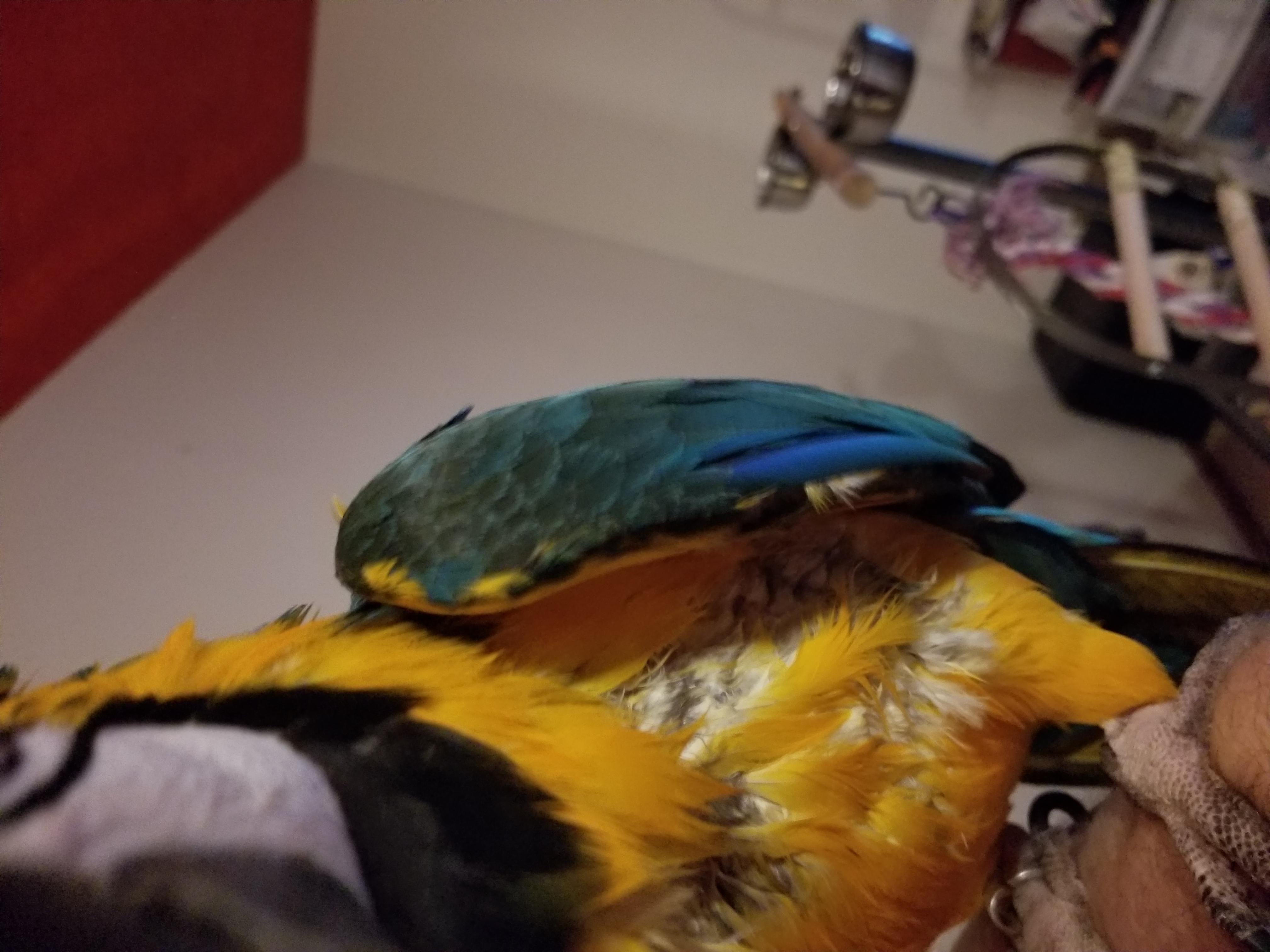 Why is my macaw picking feathers? Anxiety, dry skin, or illness? | Petco