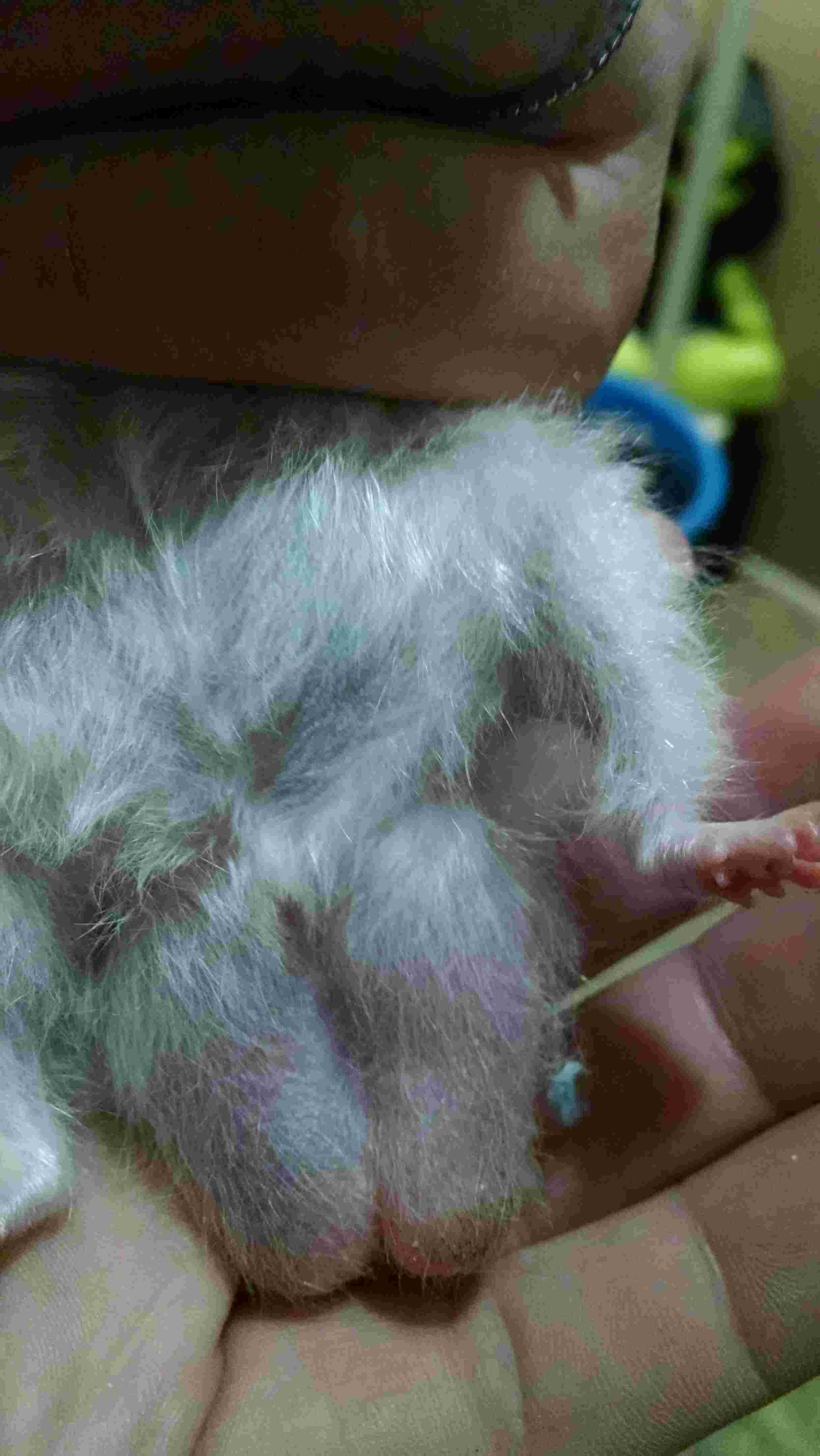Hamster's Swollen Testicles After Cranberry Sauce? Get Help! | Petco