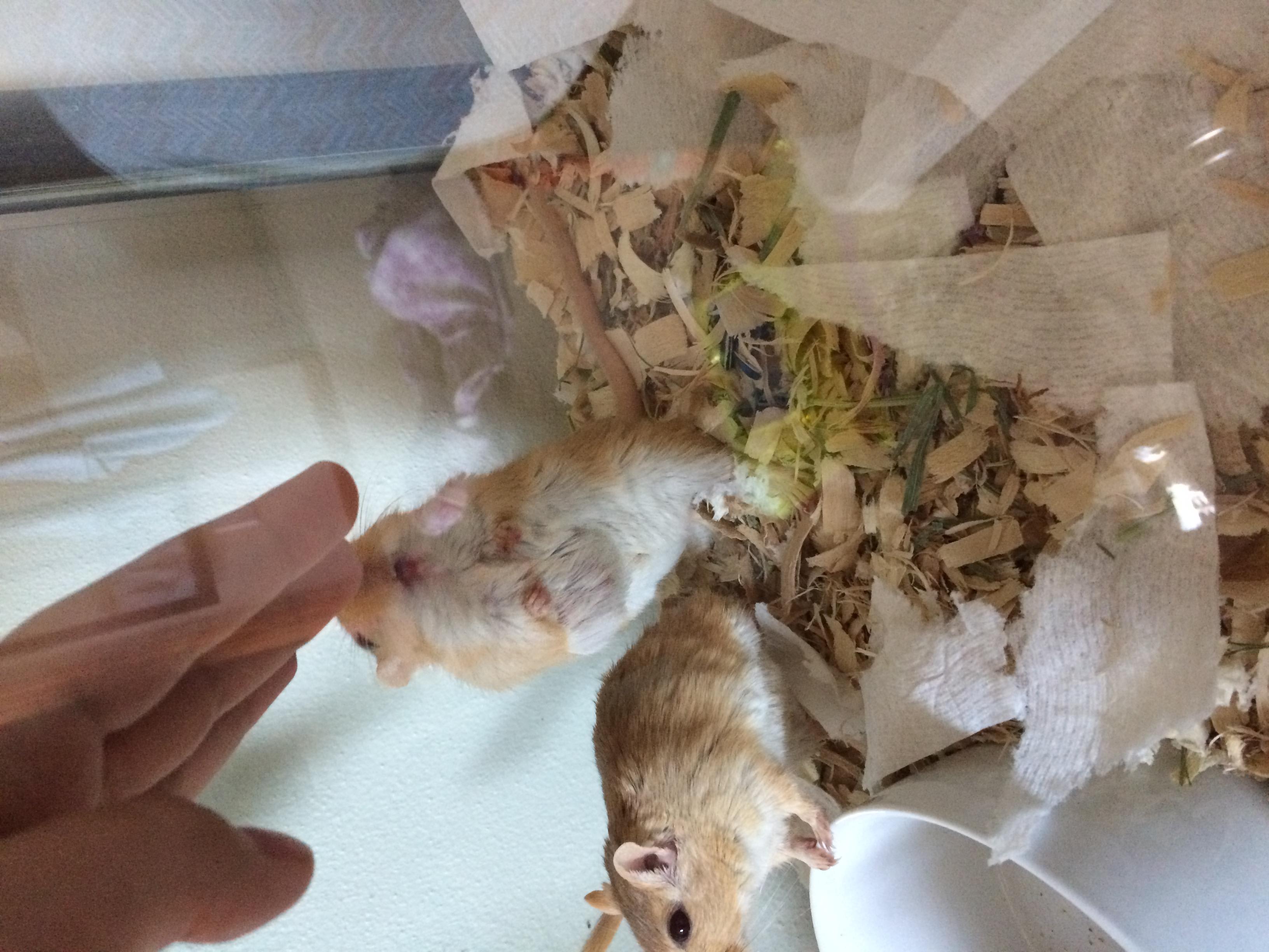 My Gerbil Has an Armpit Growth: Is It Cancer? Do You Need a Vet? | Petco