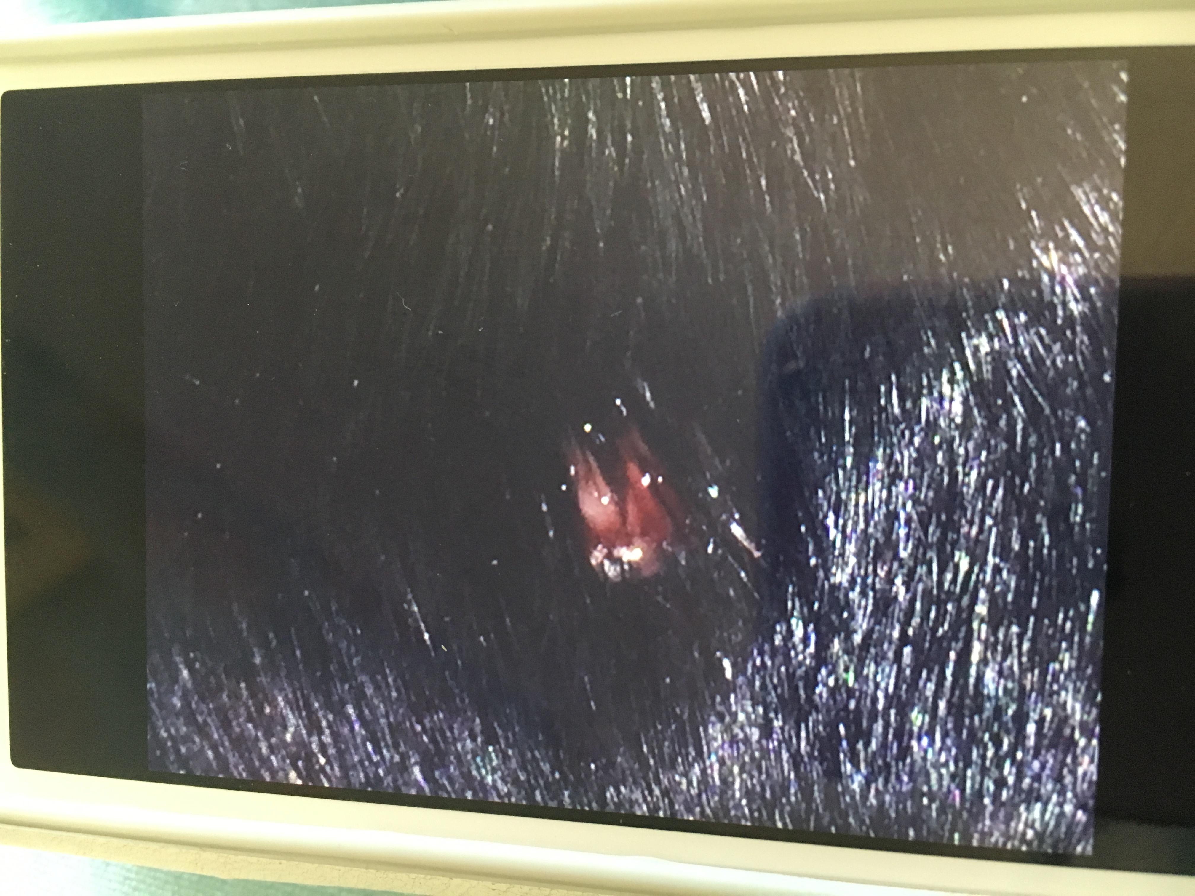 My Labrador's Red Lump on Face Turned White? What Is It? | Petco