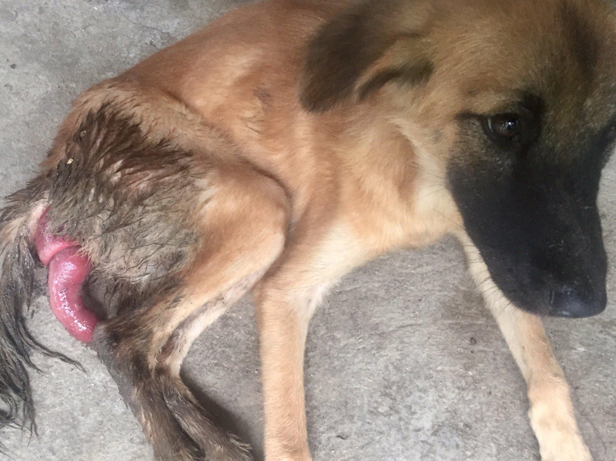 My dog has a prolapsed rectum. Facing financial issues? | Petco