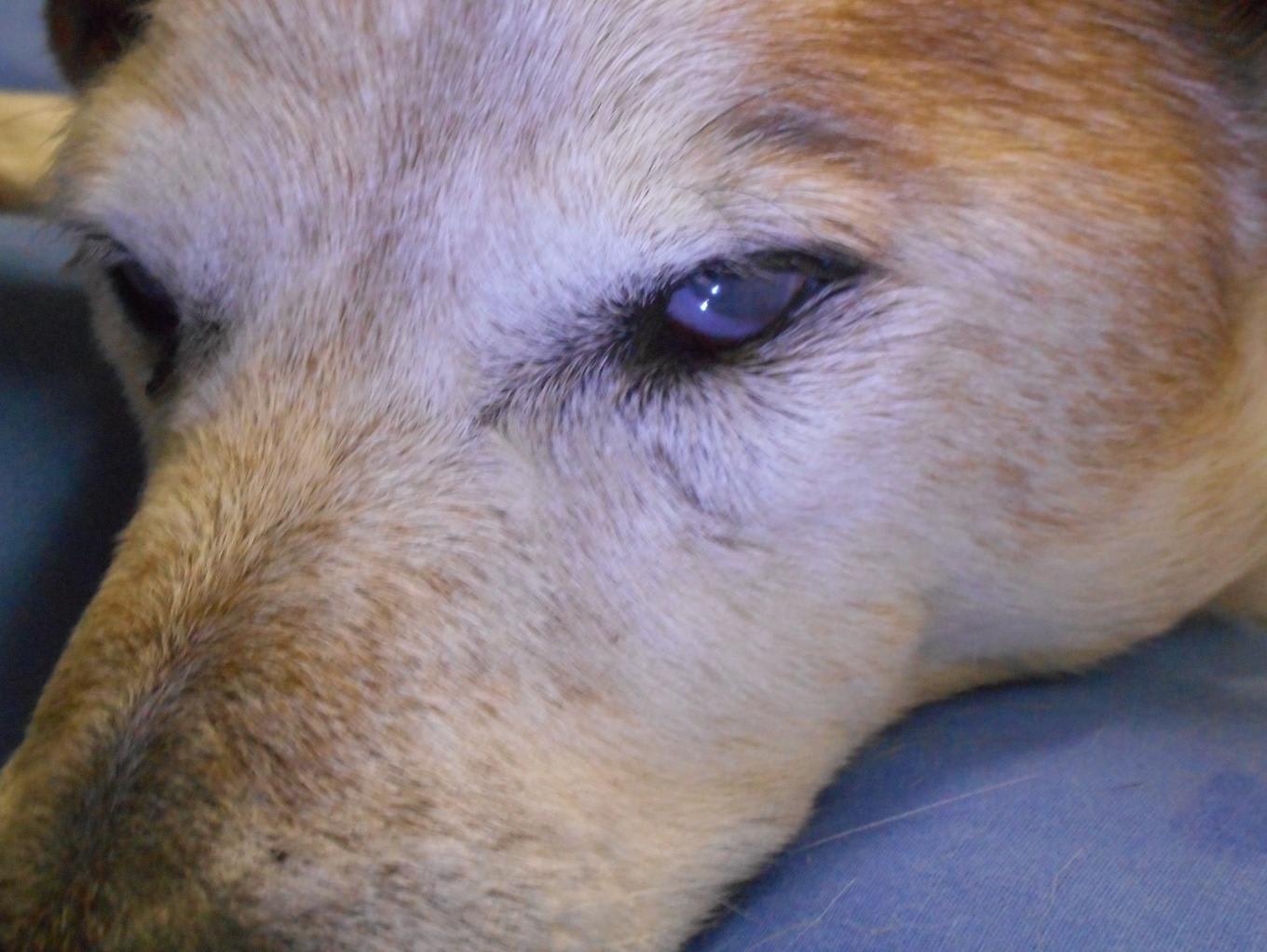 My Dog's Eye Red, Bulging, Then Sunken? What to Do & When to Worry | Petco