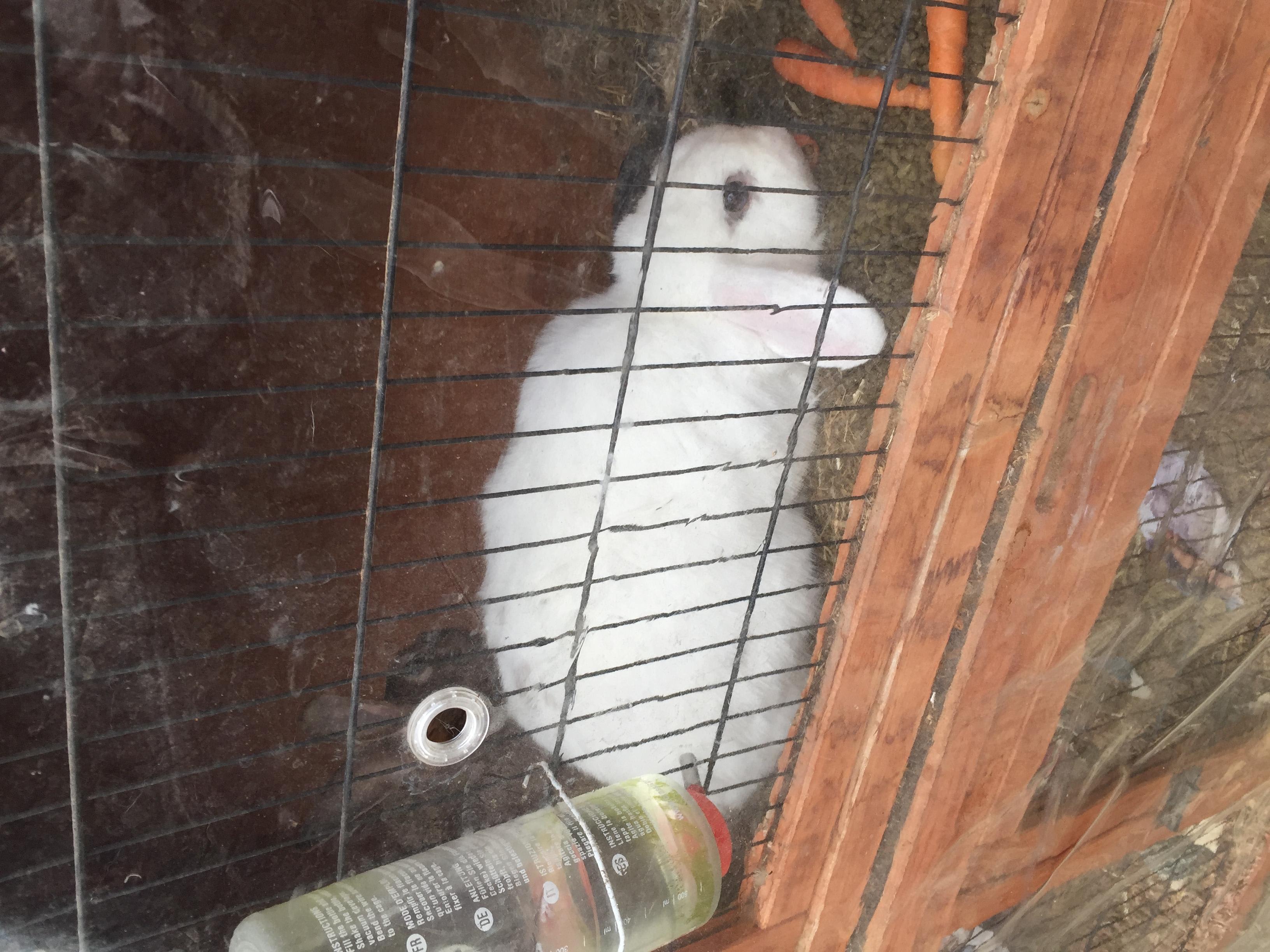 Hi I have a lop rabbit and a European rabbit. They are both neutered. I ...