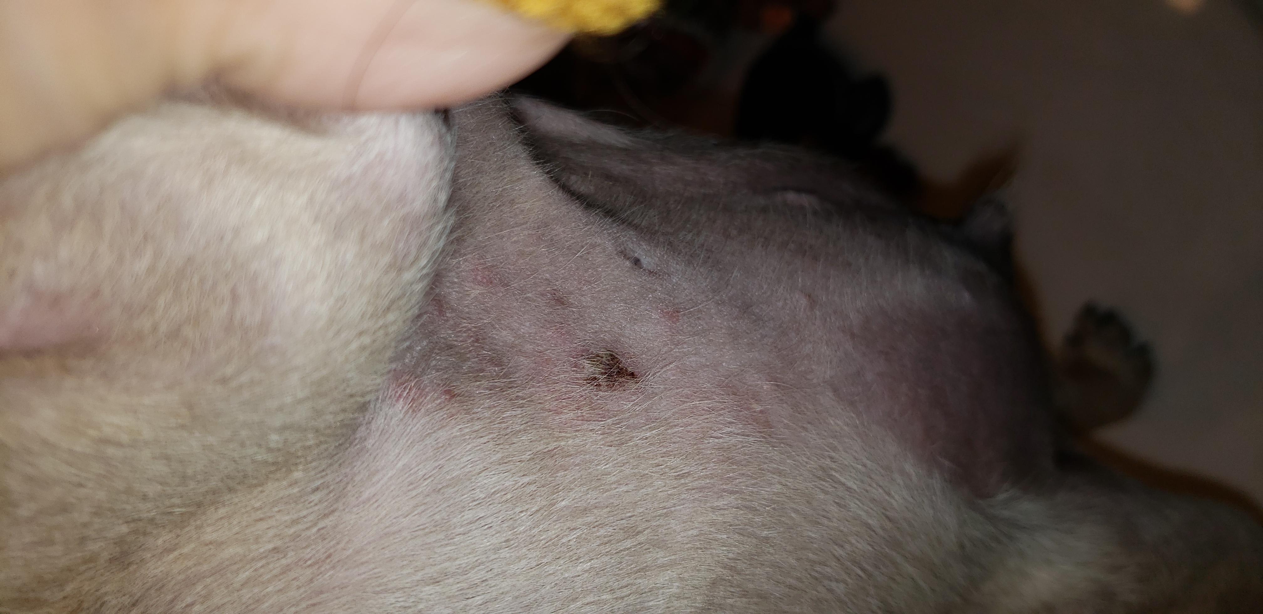 My Puppy Has Red Bumps, Scabs & Hair Loss: Is It Skin Infection? | Petco