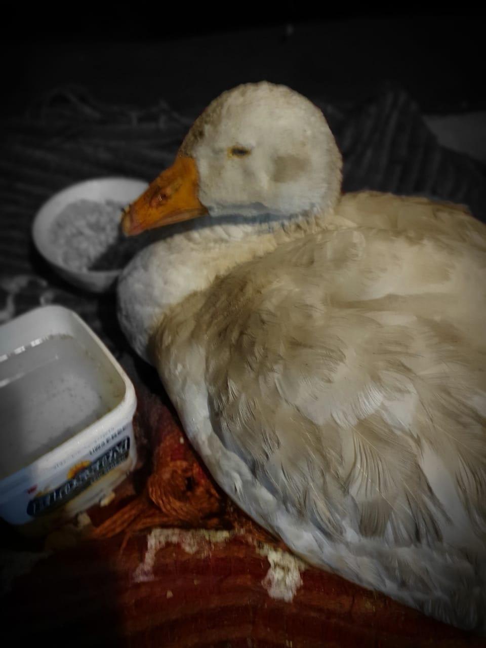 My Goose is Sick, Not Eating, Has White Watery Poop. What to Do? | Petco