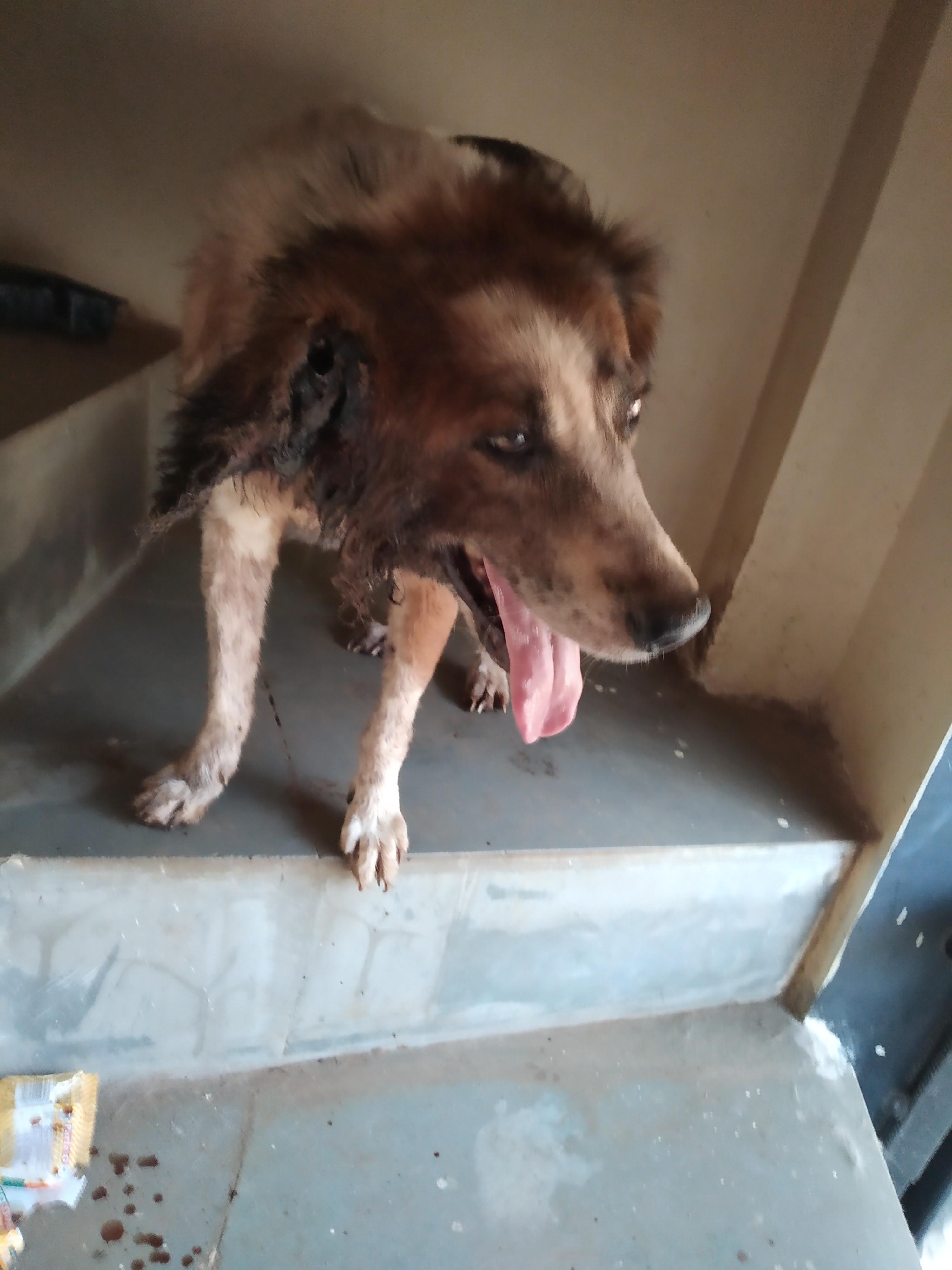 My Dog Has Stinky Ear Infection with Worms? What to Do? | Petco