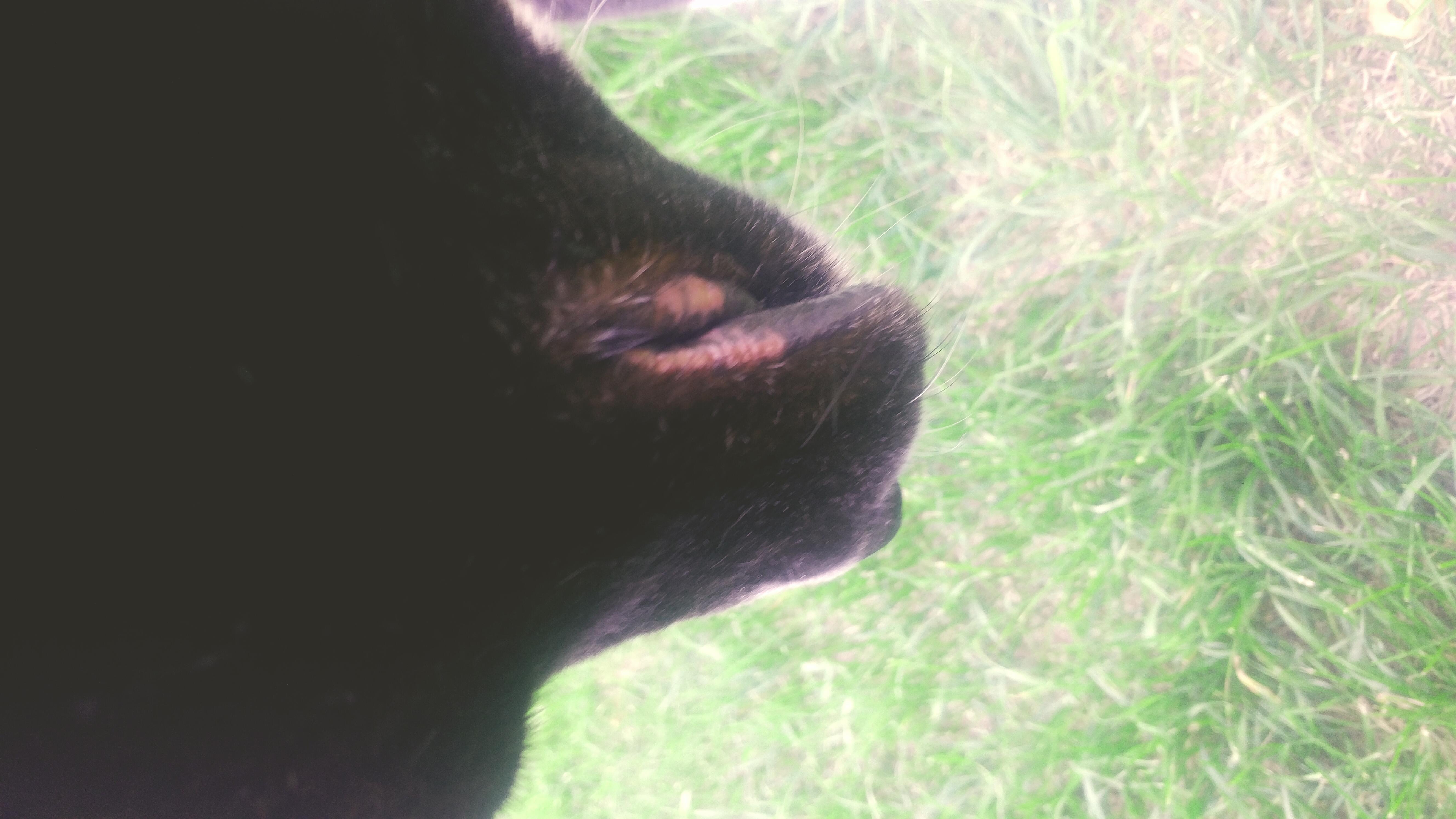 Why are my dog's black lips turning pink and dry? What's wrong? | Petco