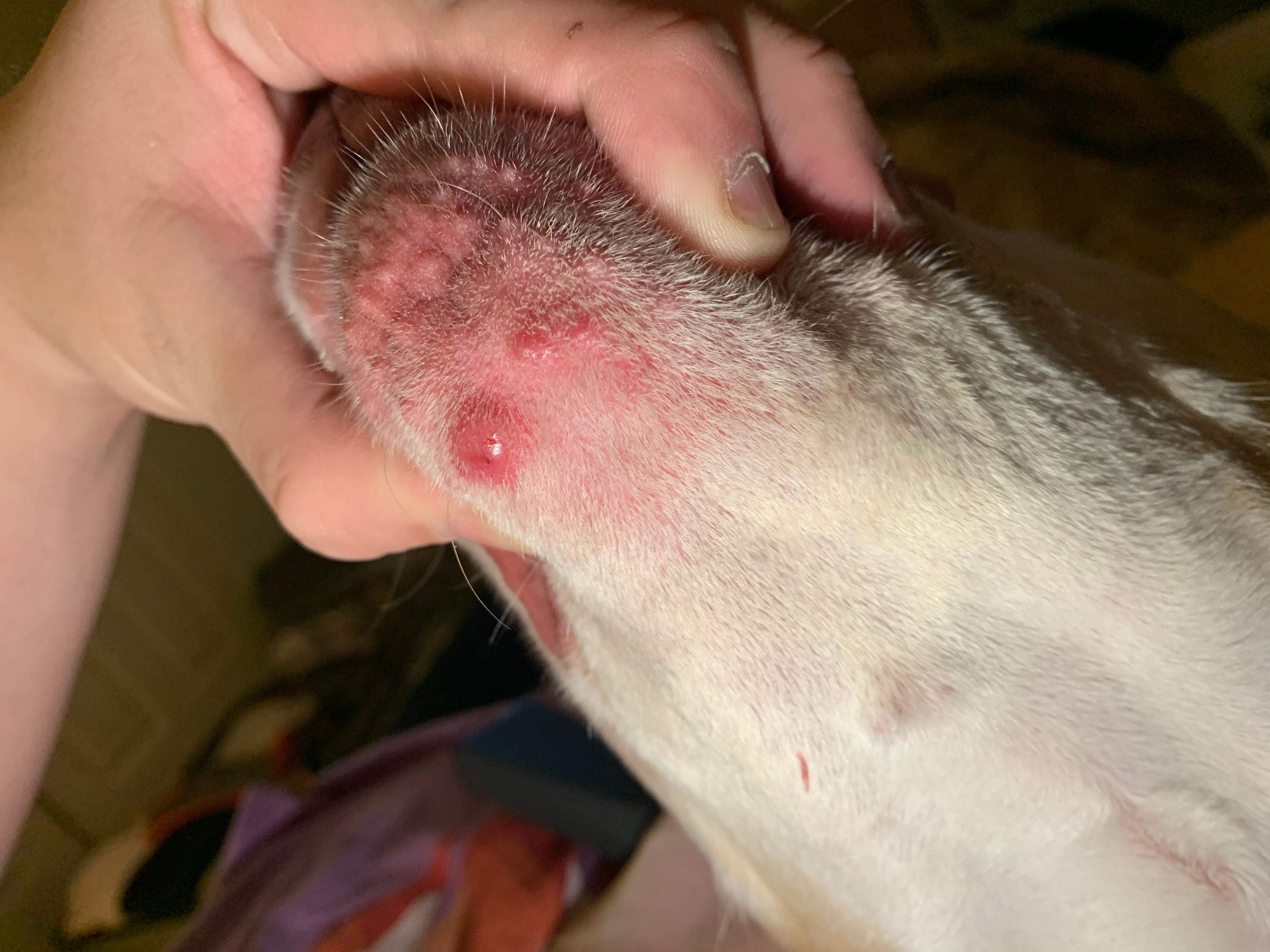 Why does my dog have red bumps or blisters under his chin? | Petco