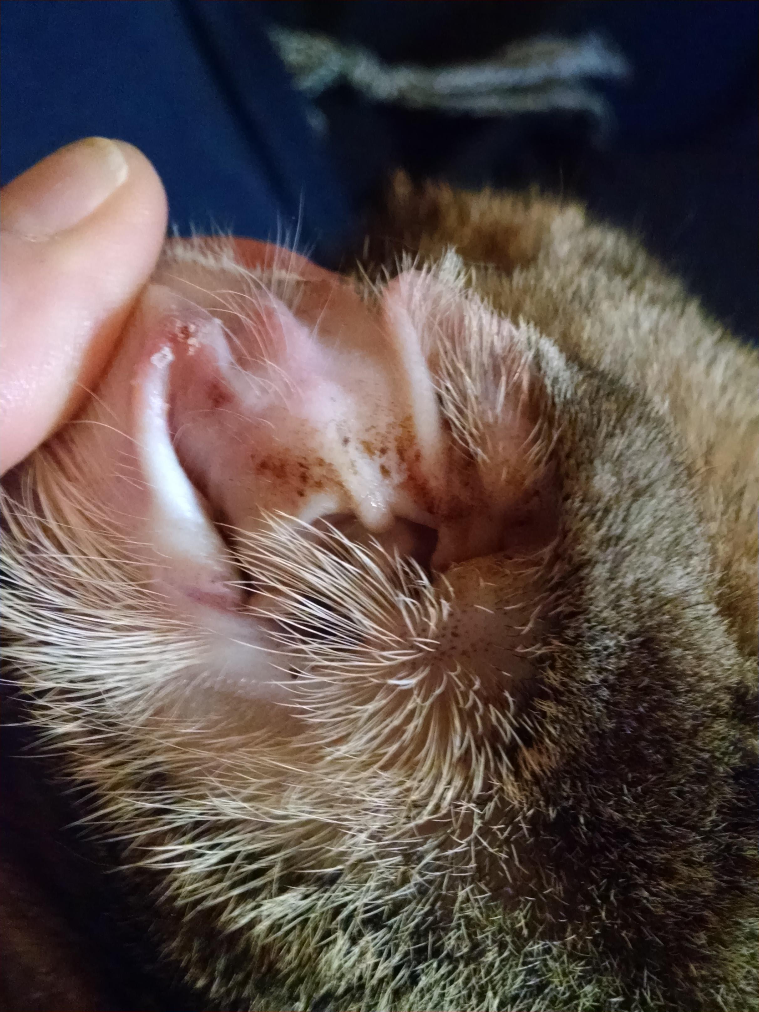 Why does my 6-month-old cat have yellow scaly sores on her ears? | Petco