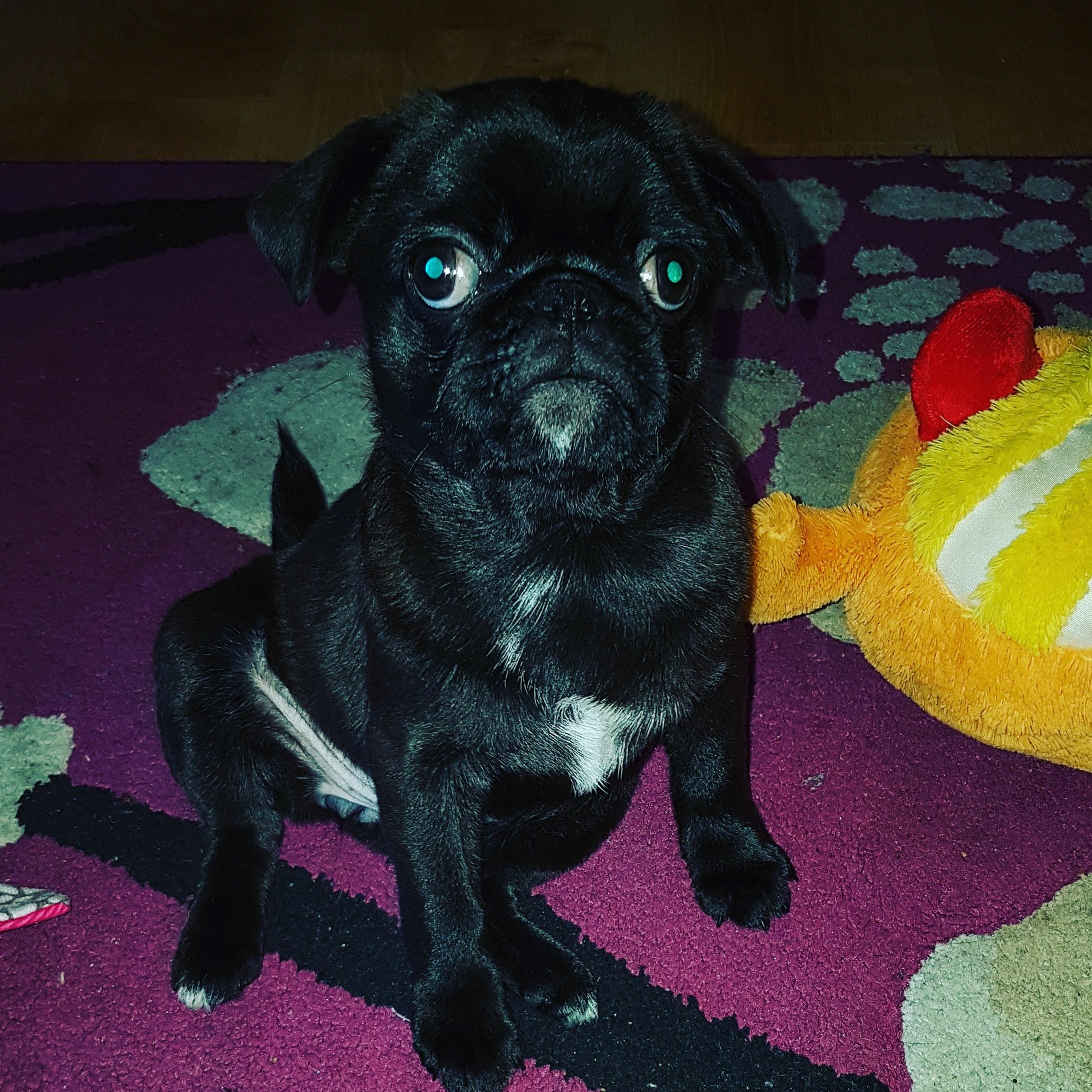 Pug puppy coughs, chest pops, and tires after pneumonia. Why? | Petco