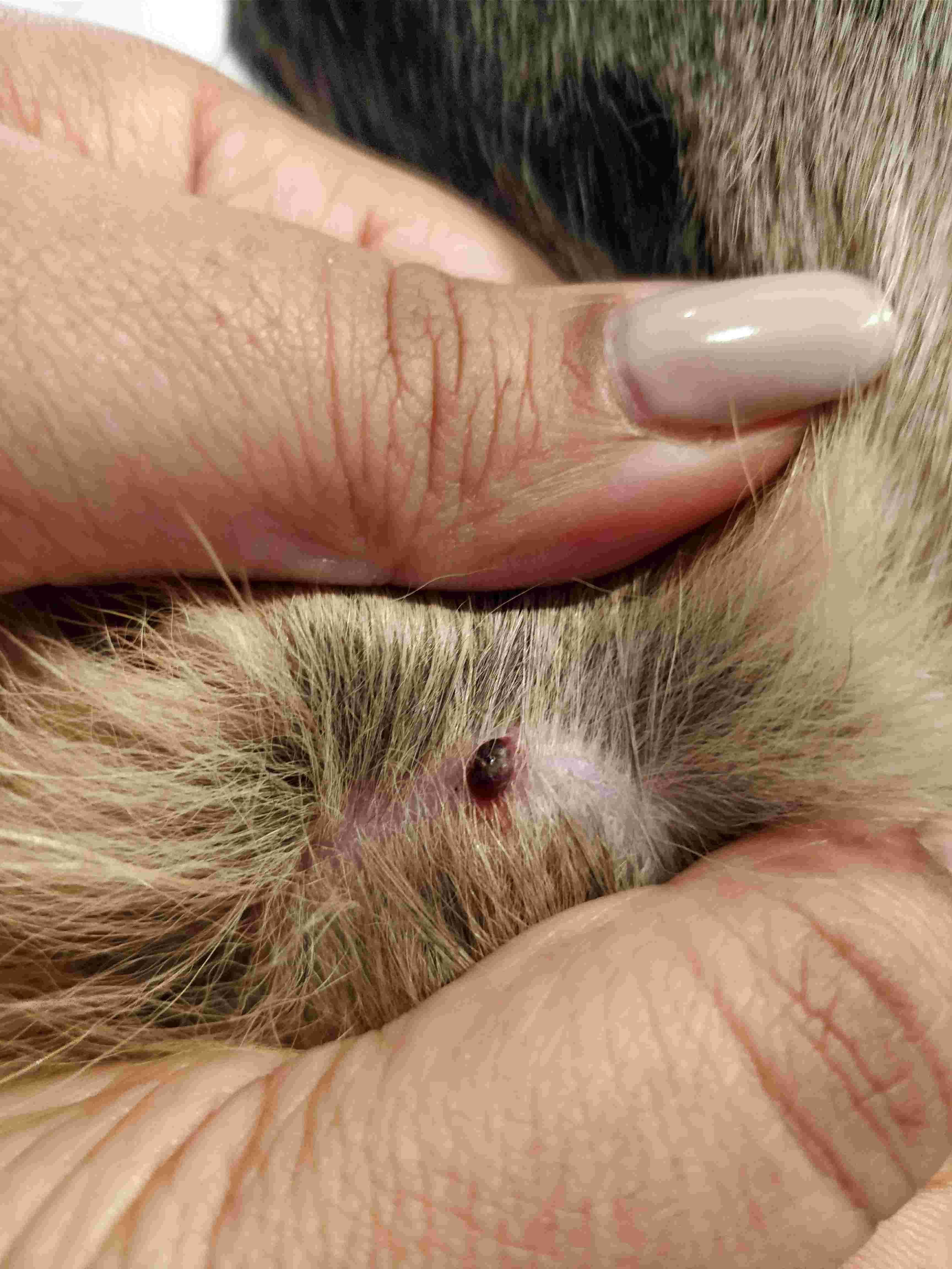 Black Scab on Dog's Neck? Do You Need an Expensive Biopsy? | Petco