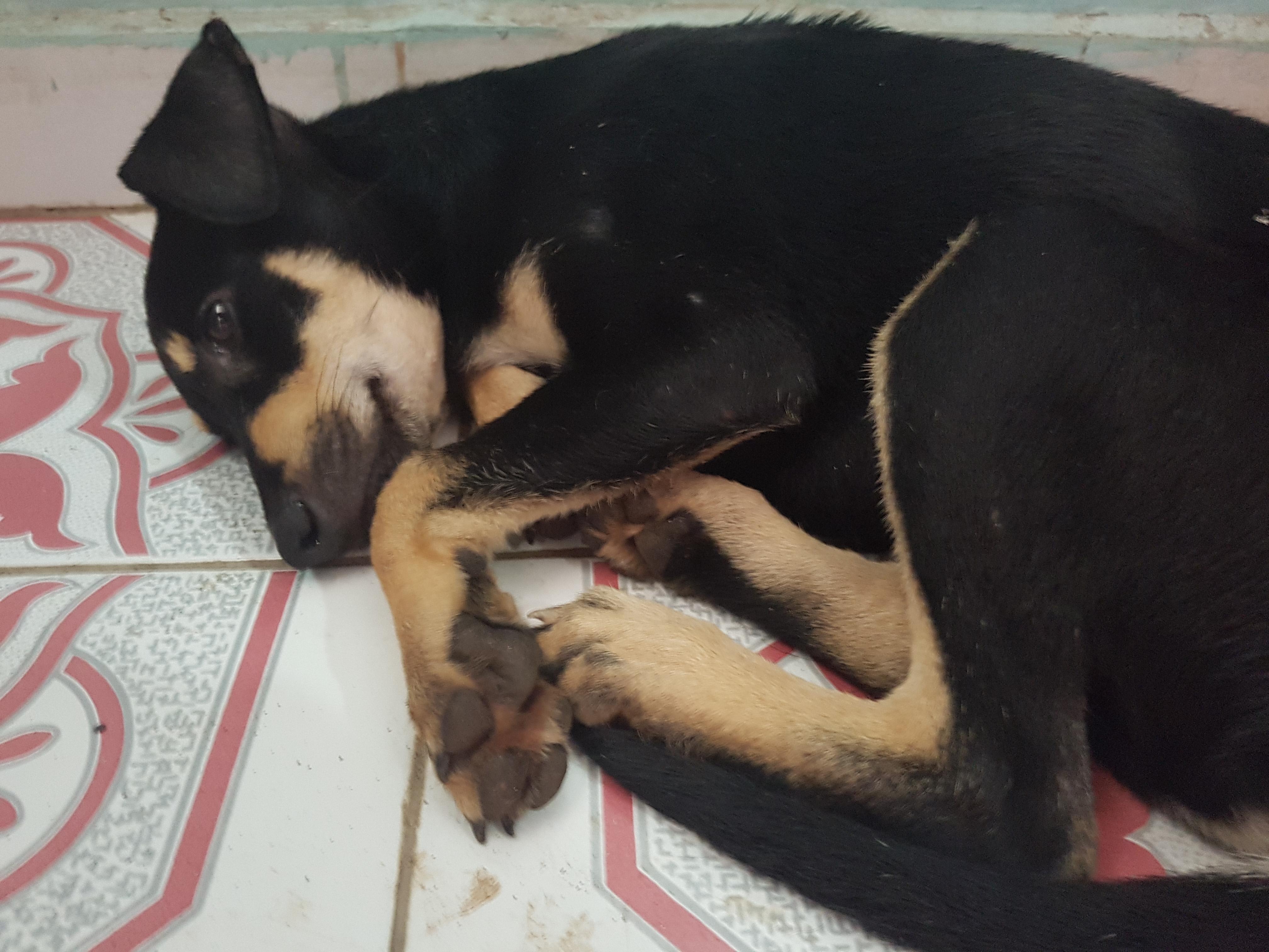My puppy is hungry after not eating. What food is safe to give? | Petco