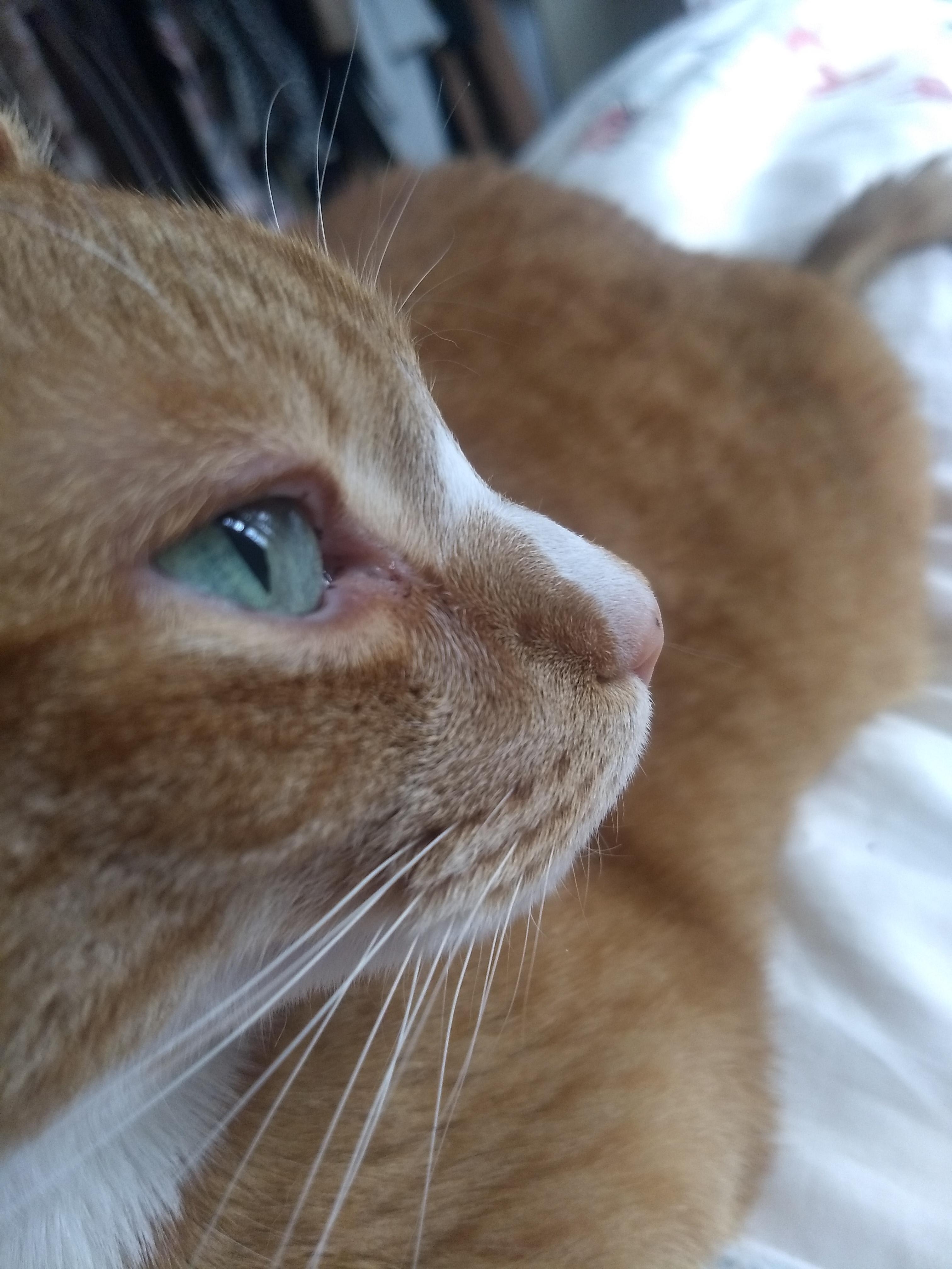 Cat has red crusty discharge on ears, mouth, eyes? Find out why | Petco