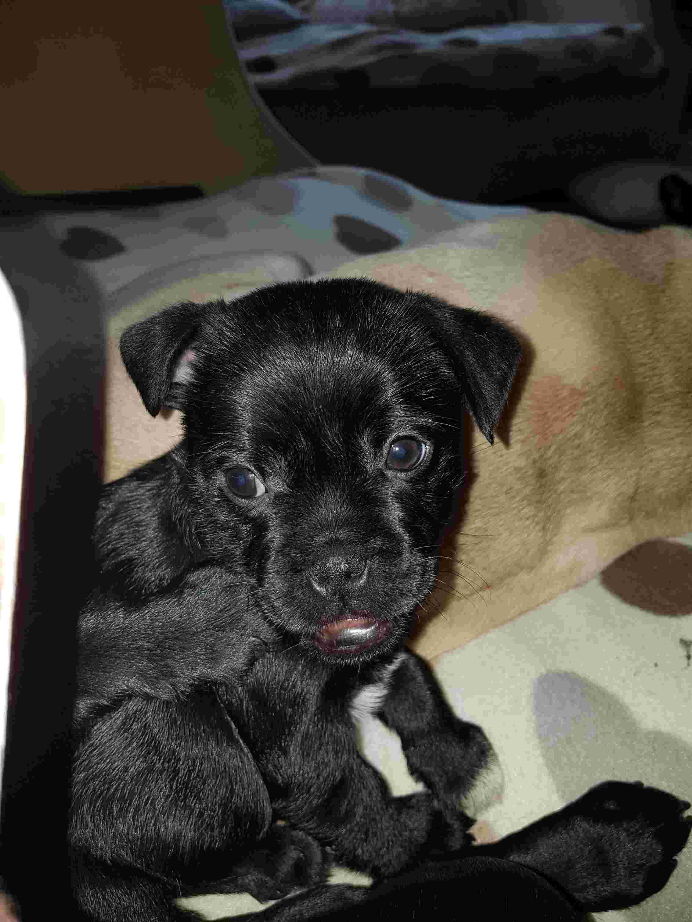 My Puppy's Swollen, Painful Jaw: Is Her Underbite the Cause? | Petco