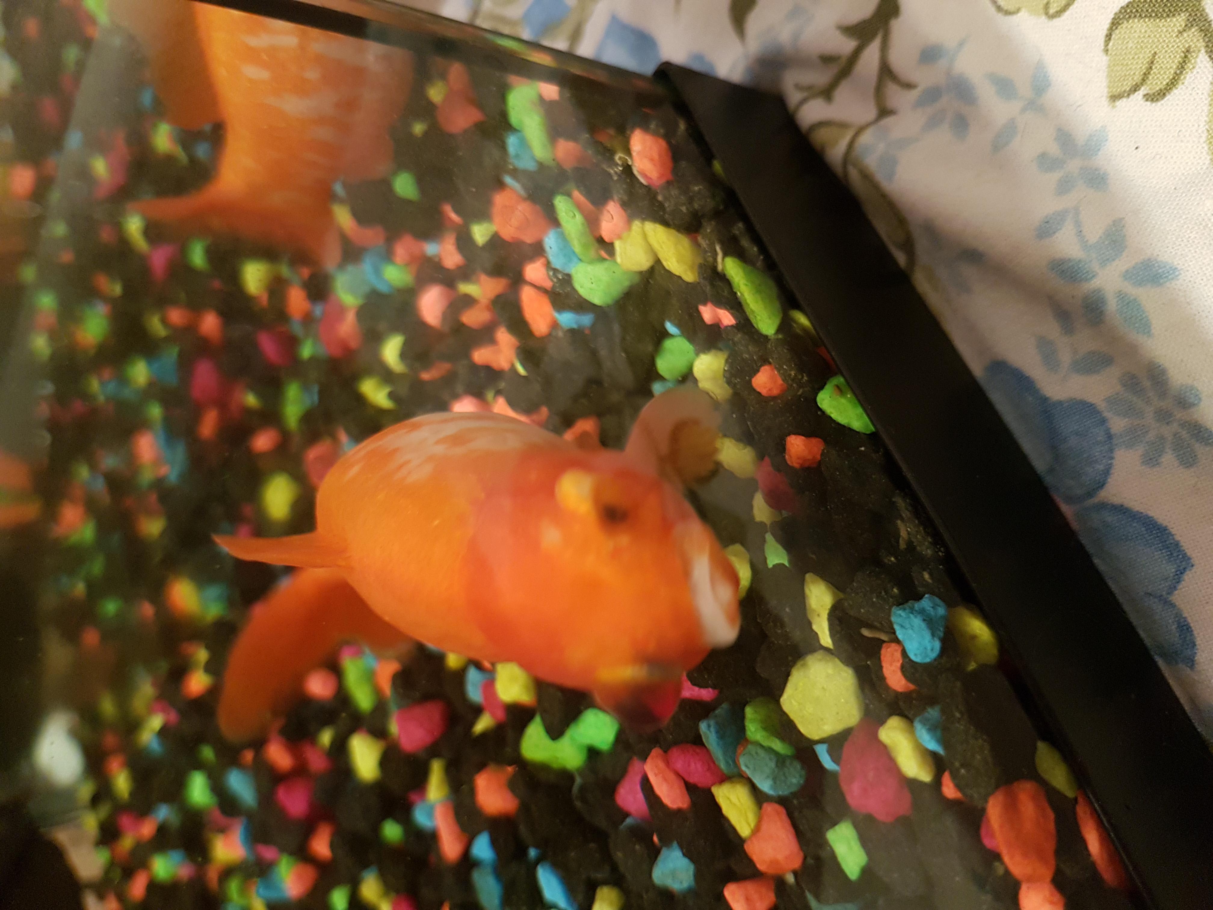 My Goldfish Has Pop Eye & Bloody Eye? What to Do Now | Petco