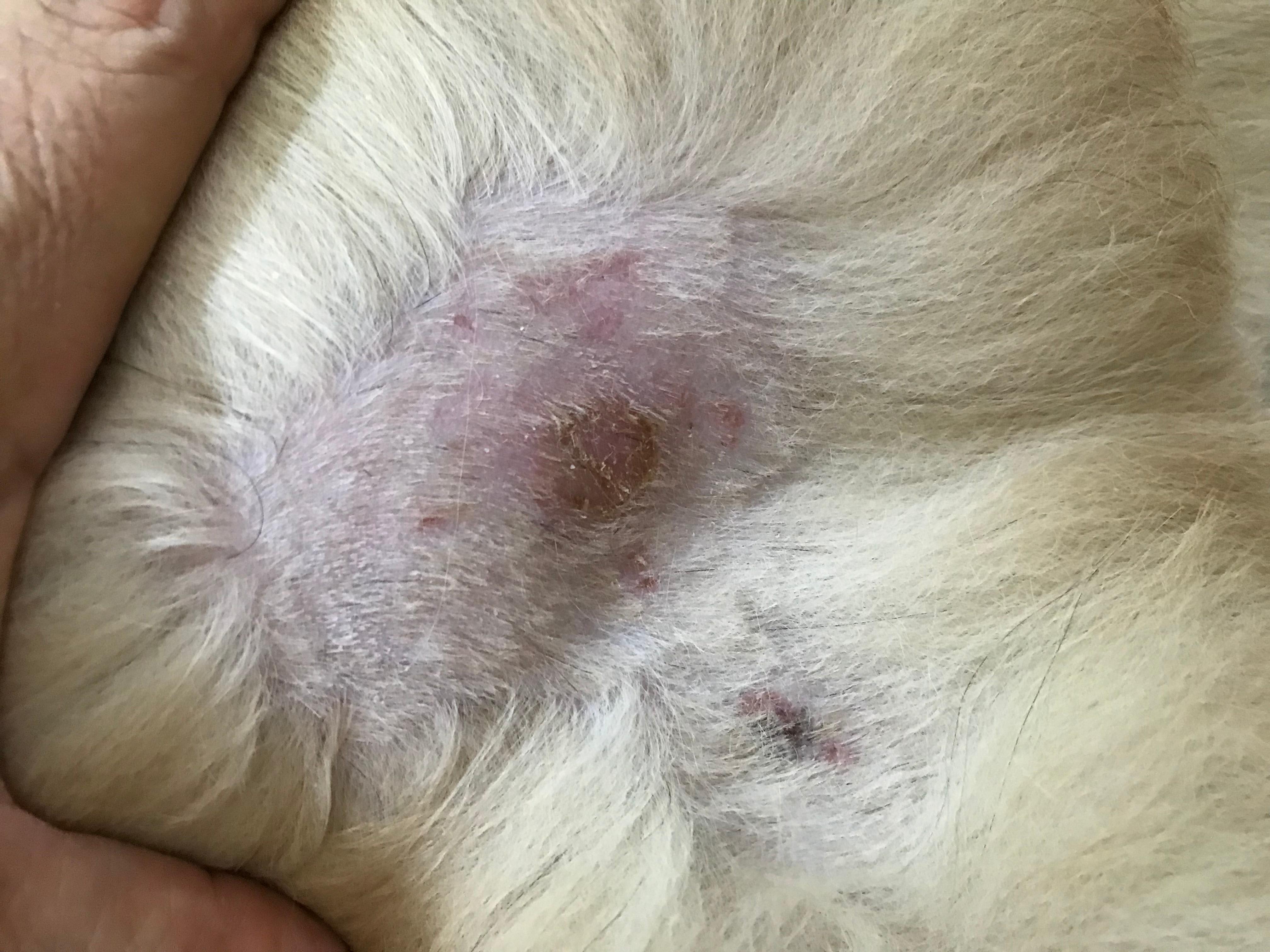 3 days ago my dog Bo had a new red+mucus+swell spot about 1/2 a dime ...
