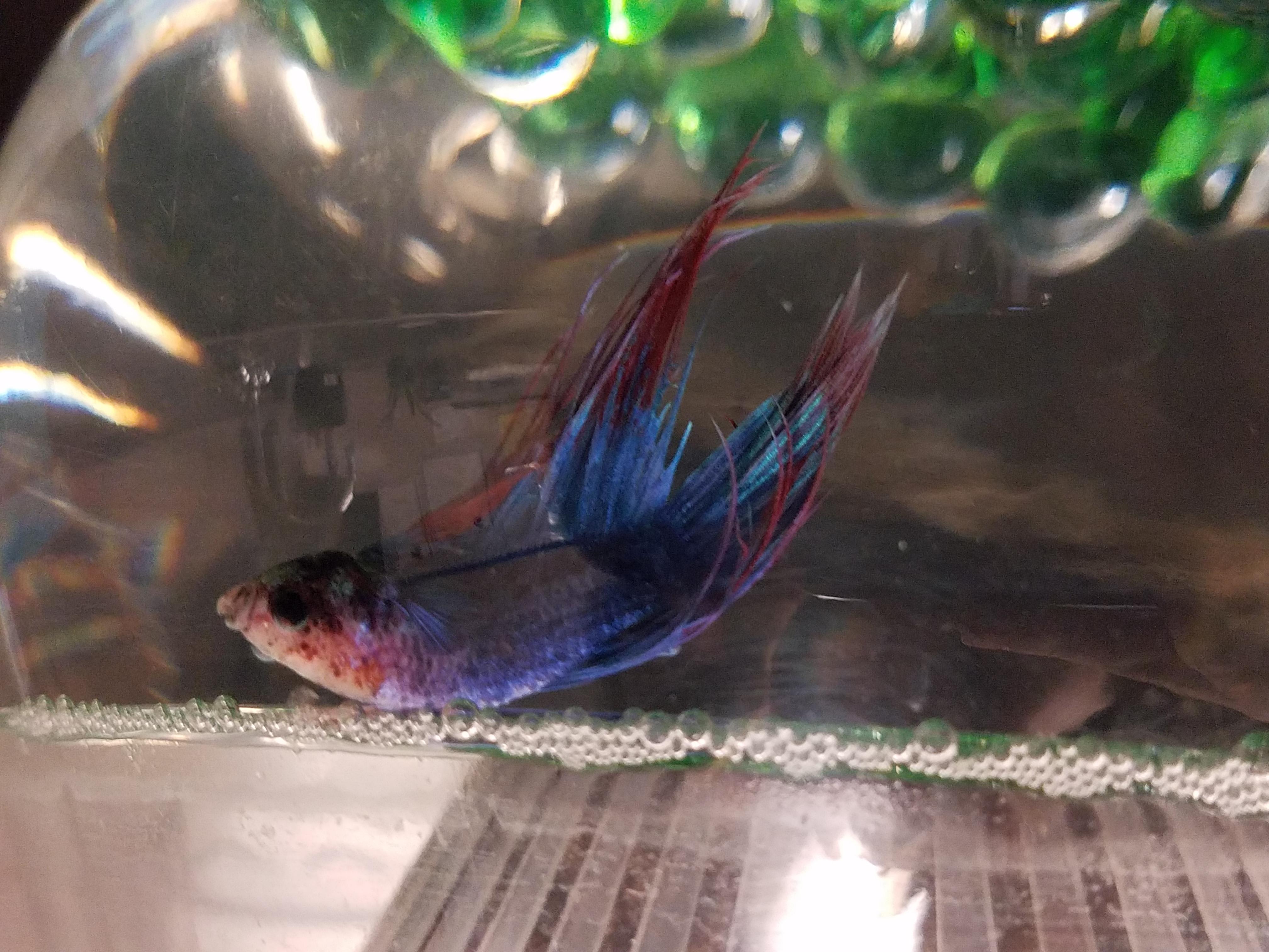 My Betta Fish Looks Sick: How to Identify & Treat Symptoms | Petco