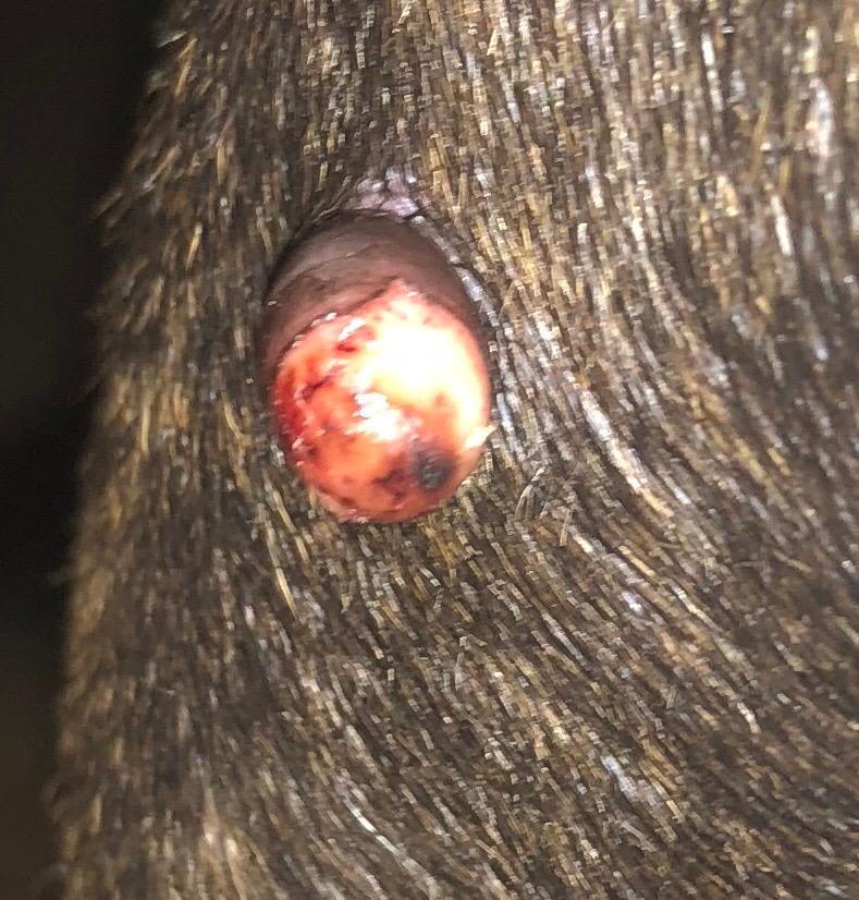 Dog's Black Skin Tag Growing & Irritated? What to Do | Petco