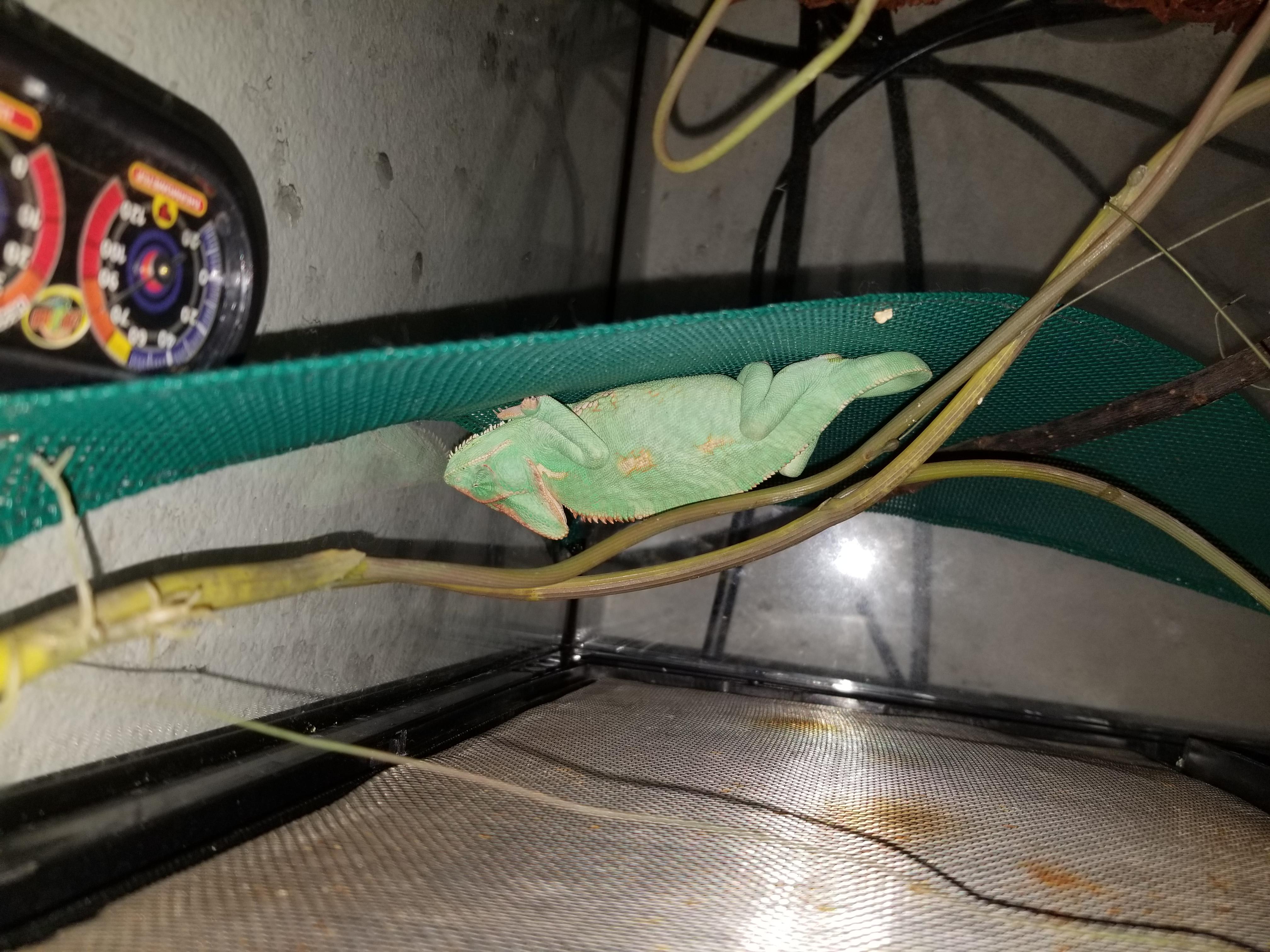 Why Did My Chameleon Stop Using Its Hind Legs? Is It Calcium? | Petco
