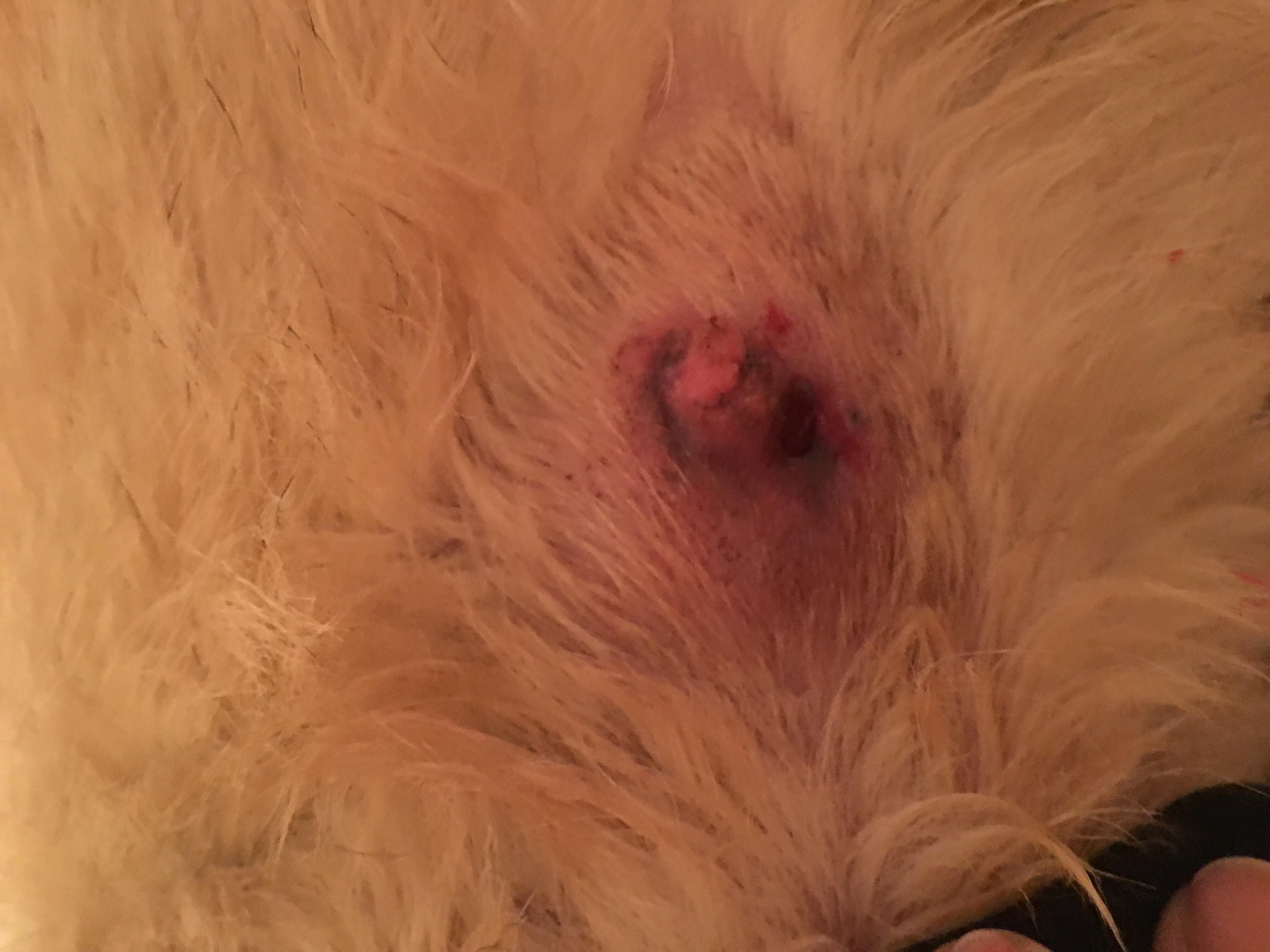 My senior dog's bleeding wart: Is Neosporin first aid enough? | Petco