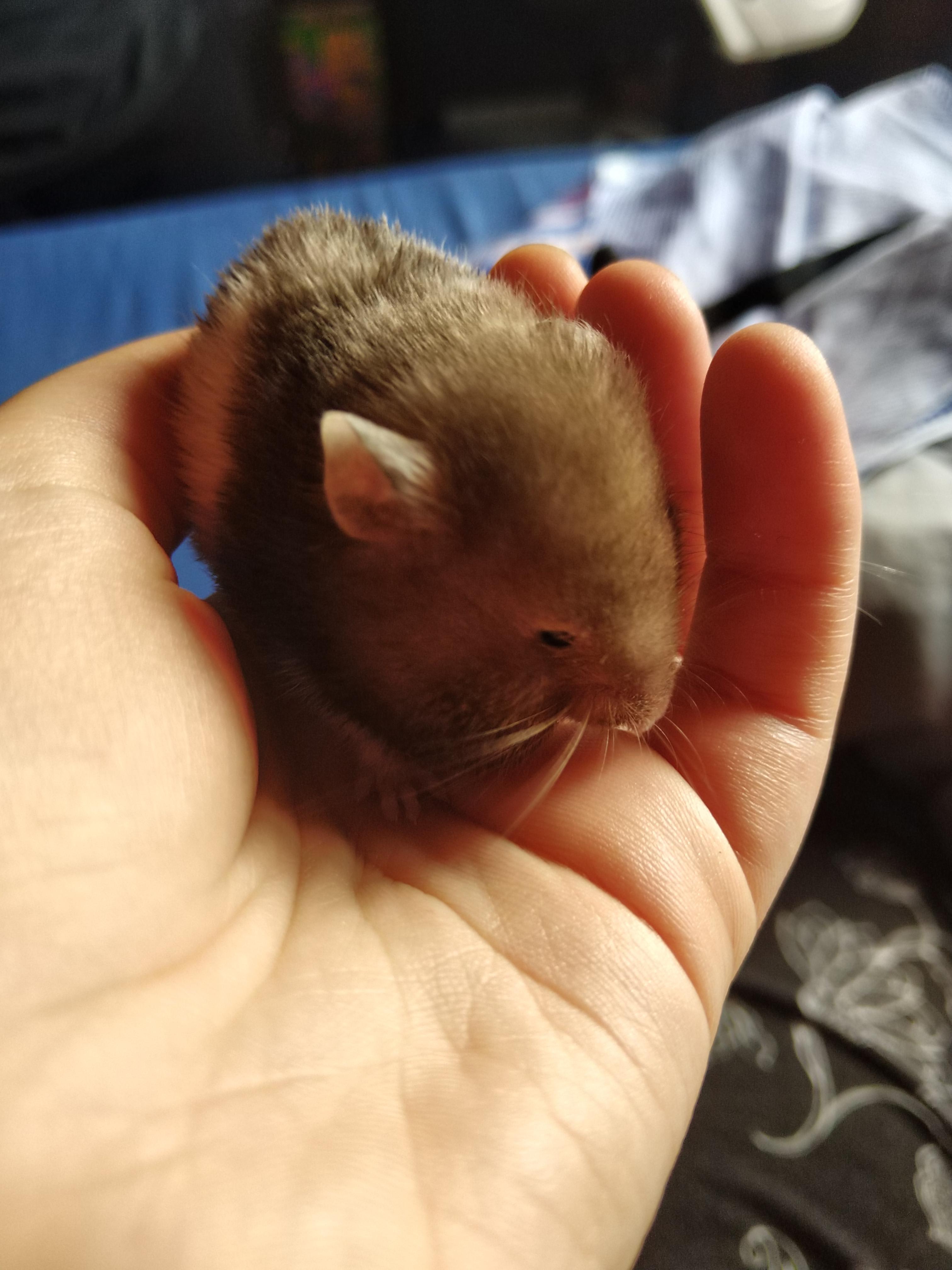 My Hamster Has a Swollen Cheek & Is Lethargic. Should I See a Vet? | Petco