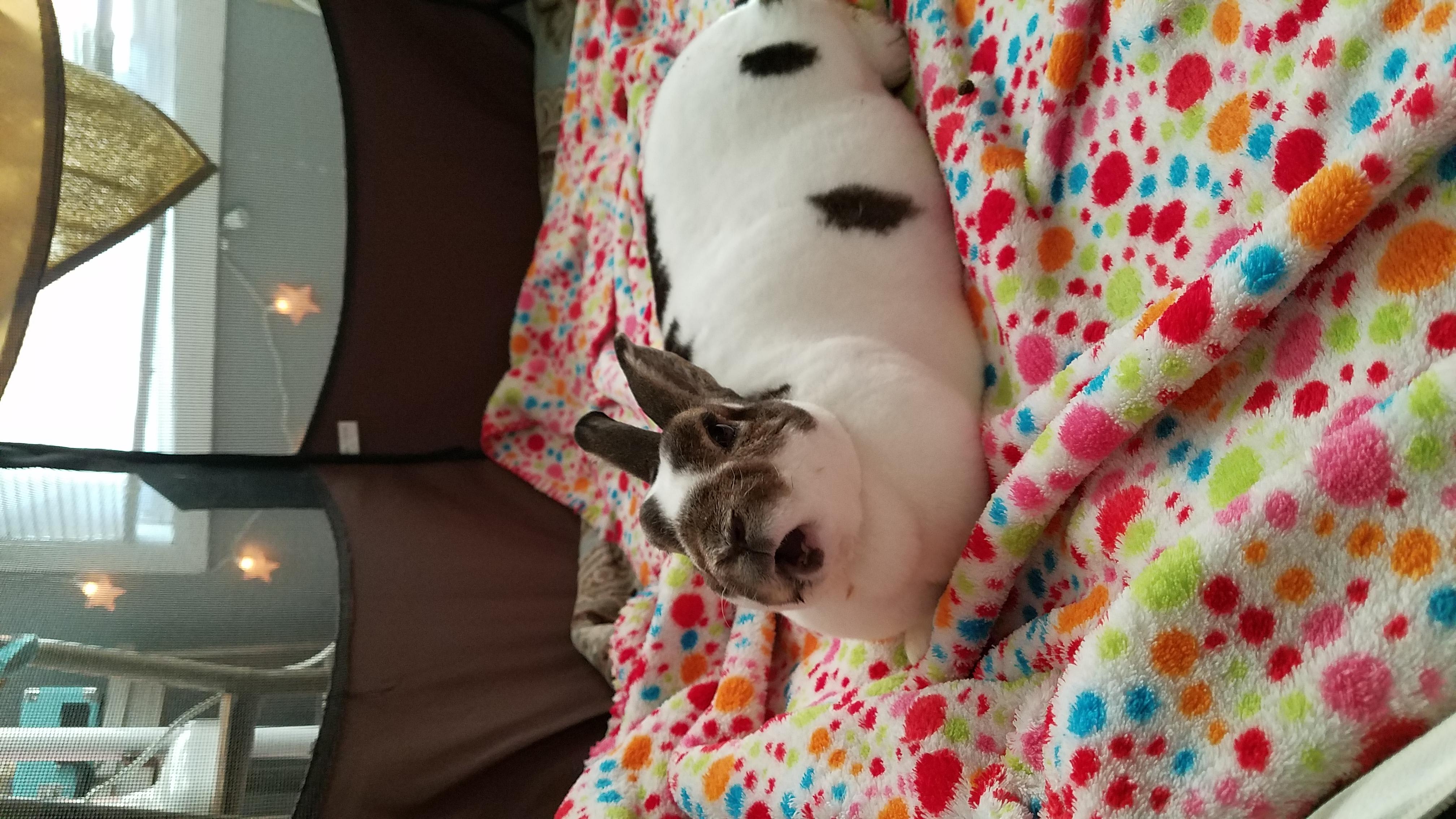 My Rabbit Can't Breathe, In Pain: Should I Consider Euthanasia? | Petco