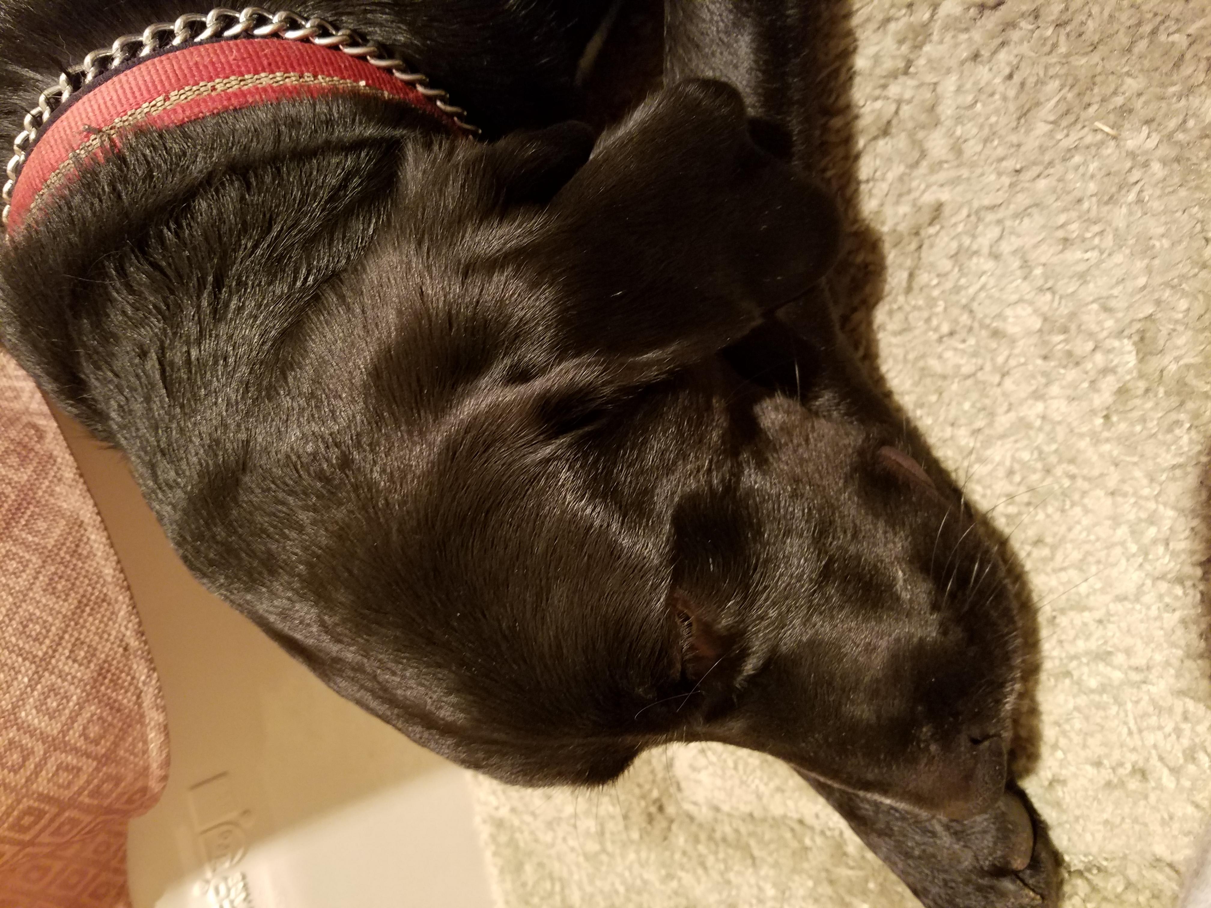 My Dog's Ears Red & Sensitive from Scratching, No Infection? | Petco