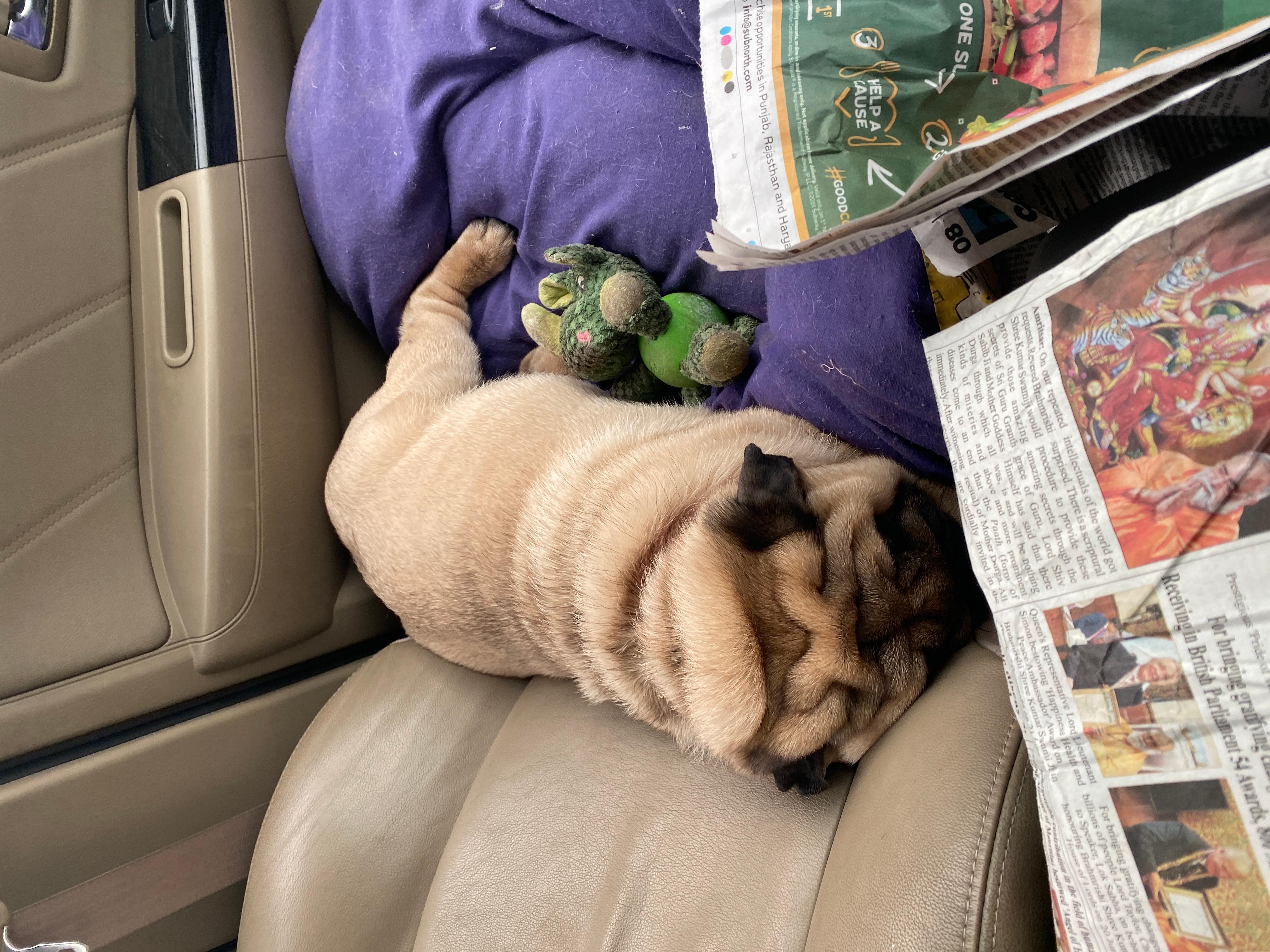 When to Deworm Your New Pug Puppy for the First Time? | Petco