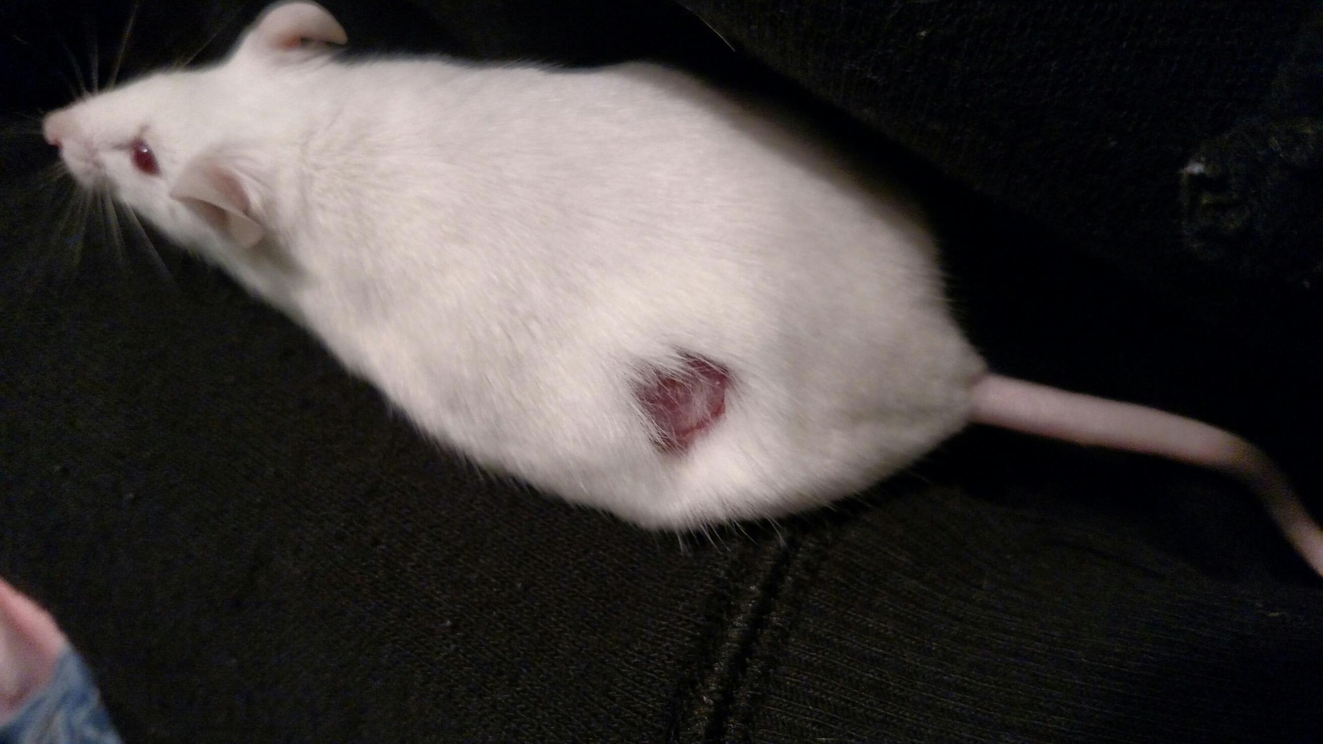 My pet mouse has a red sore on its back and is losing hair | Petco