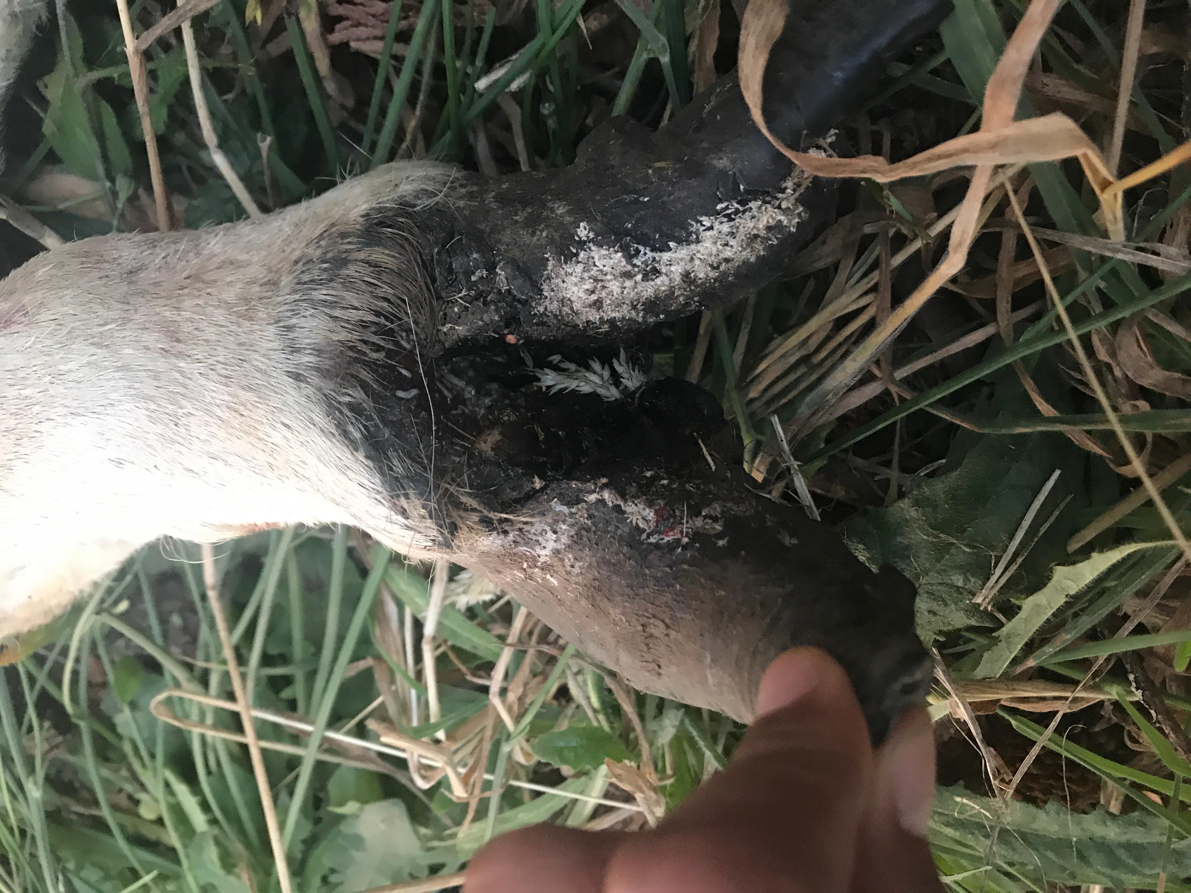 My Sheep Has Foot Rot: Treat Its Painful Foot Effectively | Petco